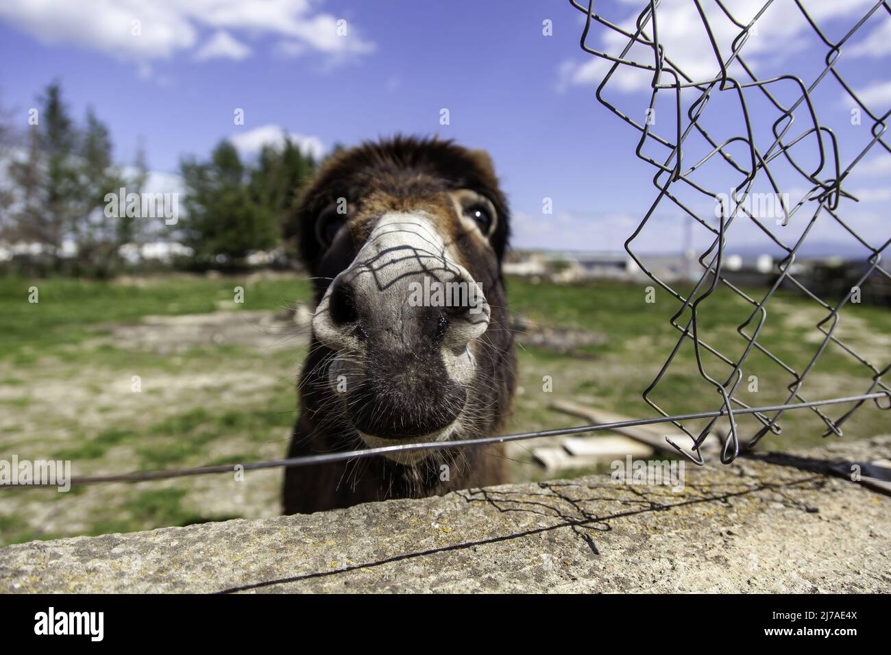 Funny field donkey, wild animals, mammals Stock Photo - Alamy