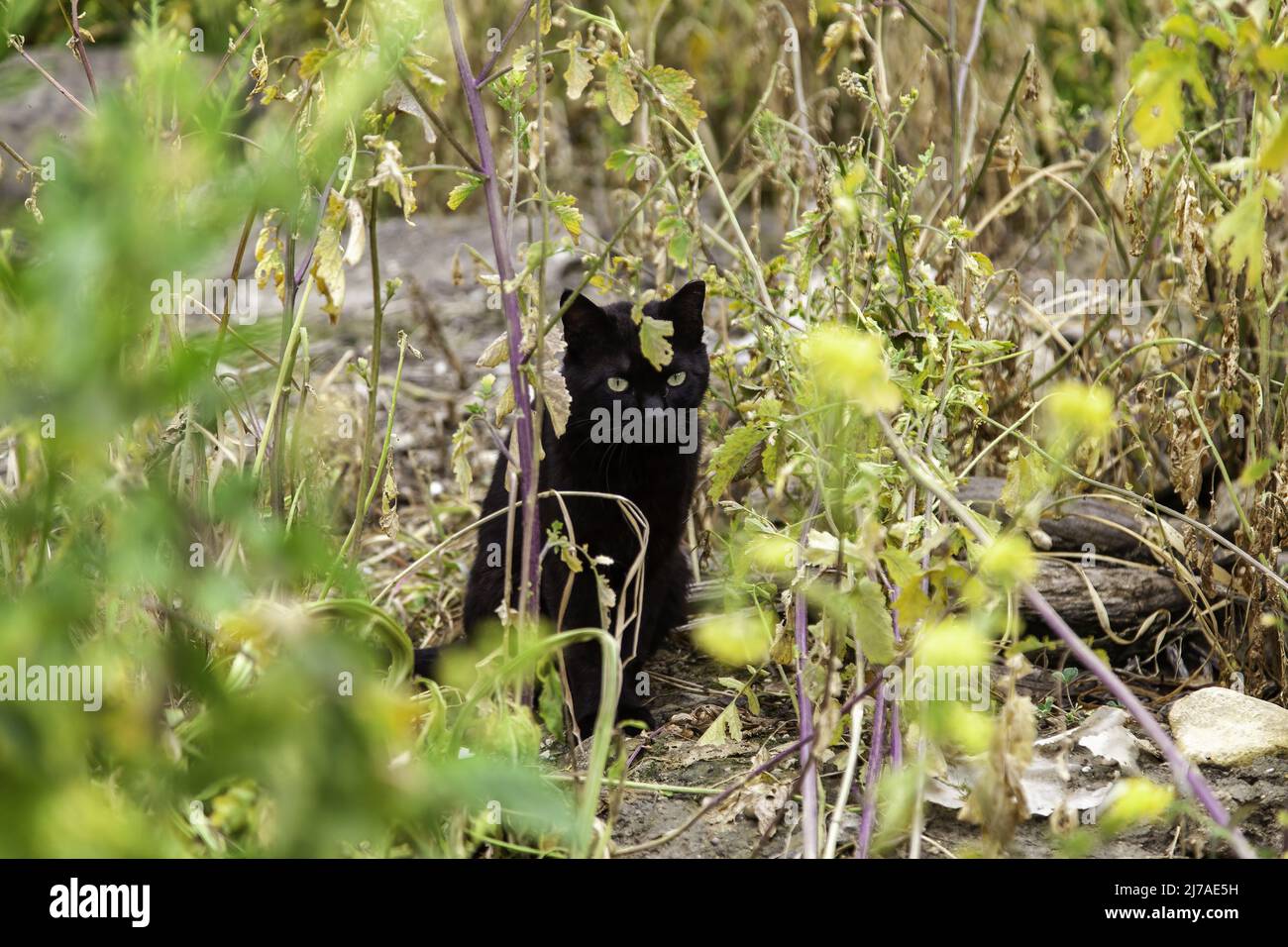 Detail of abandonment and loneliness, animal abuse Stock Photo - Alamy