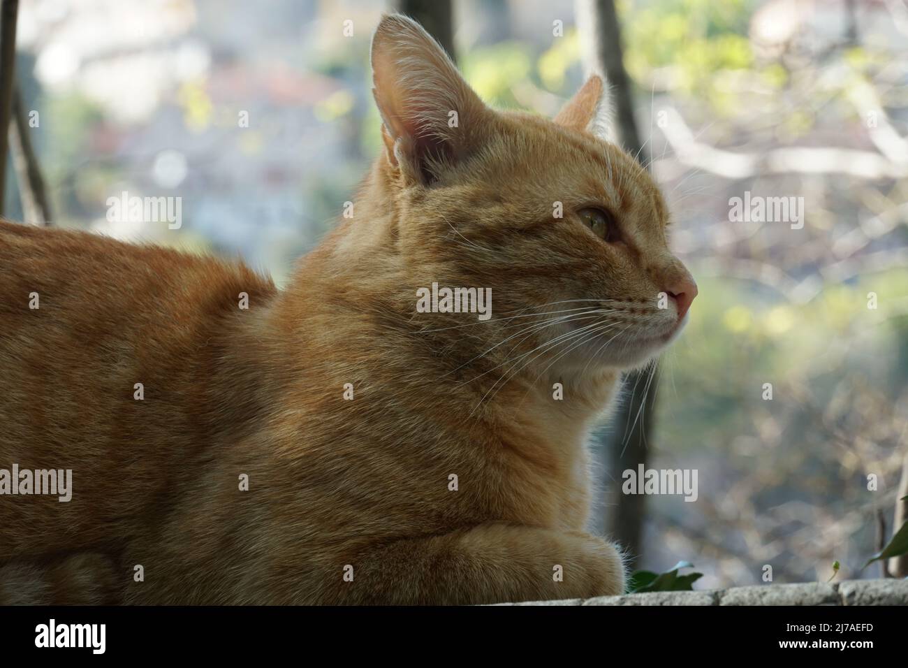 Portrait of a ginger cat of mixed breed in side view or profile. The ...