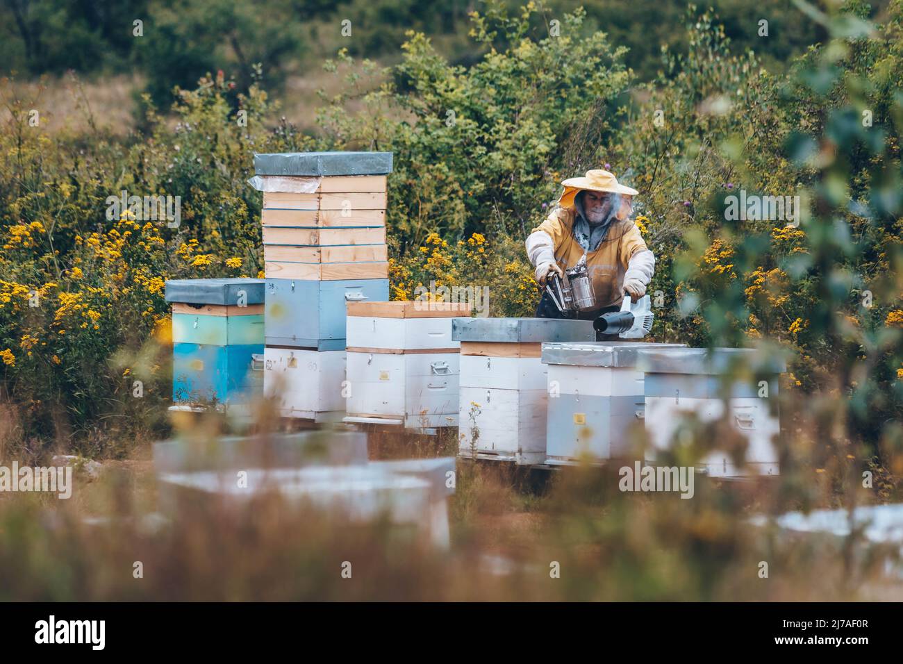 Beekeeper in protective wear working in his apiary. Beekeeping concept Stock Photo - Alamy