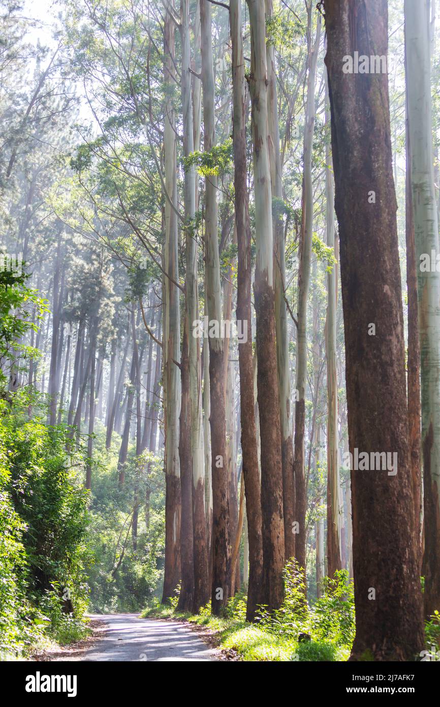 Eucalyptus tree forest at the sunset Stock Photo - Alamy