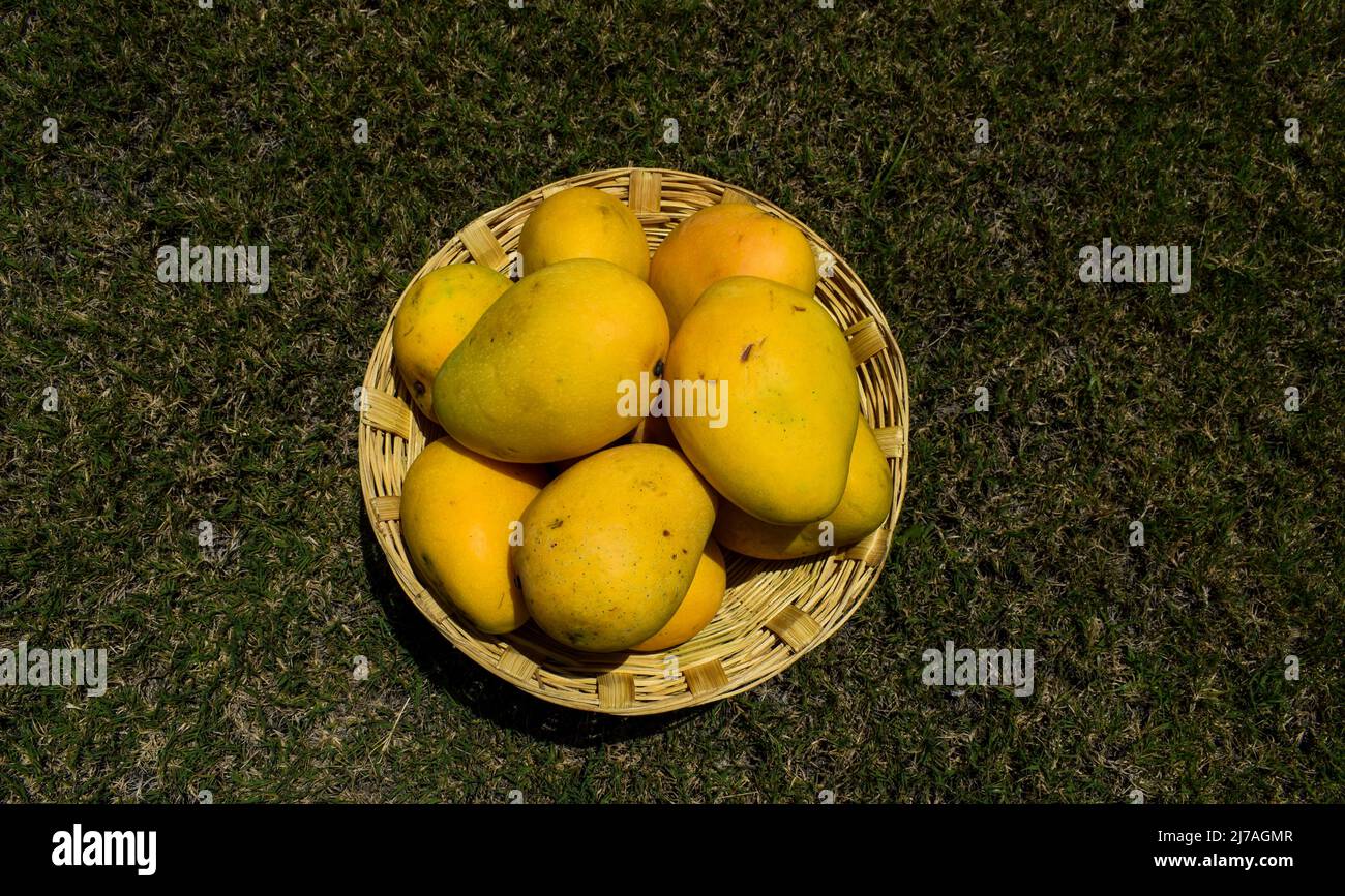 Fresh Mango fruits in a basket on grass background Stock Photo - Alamy