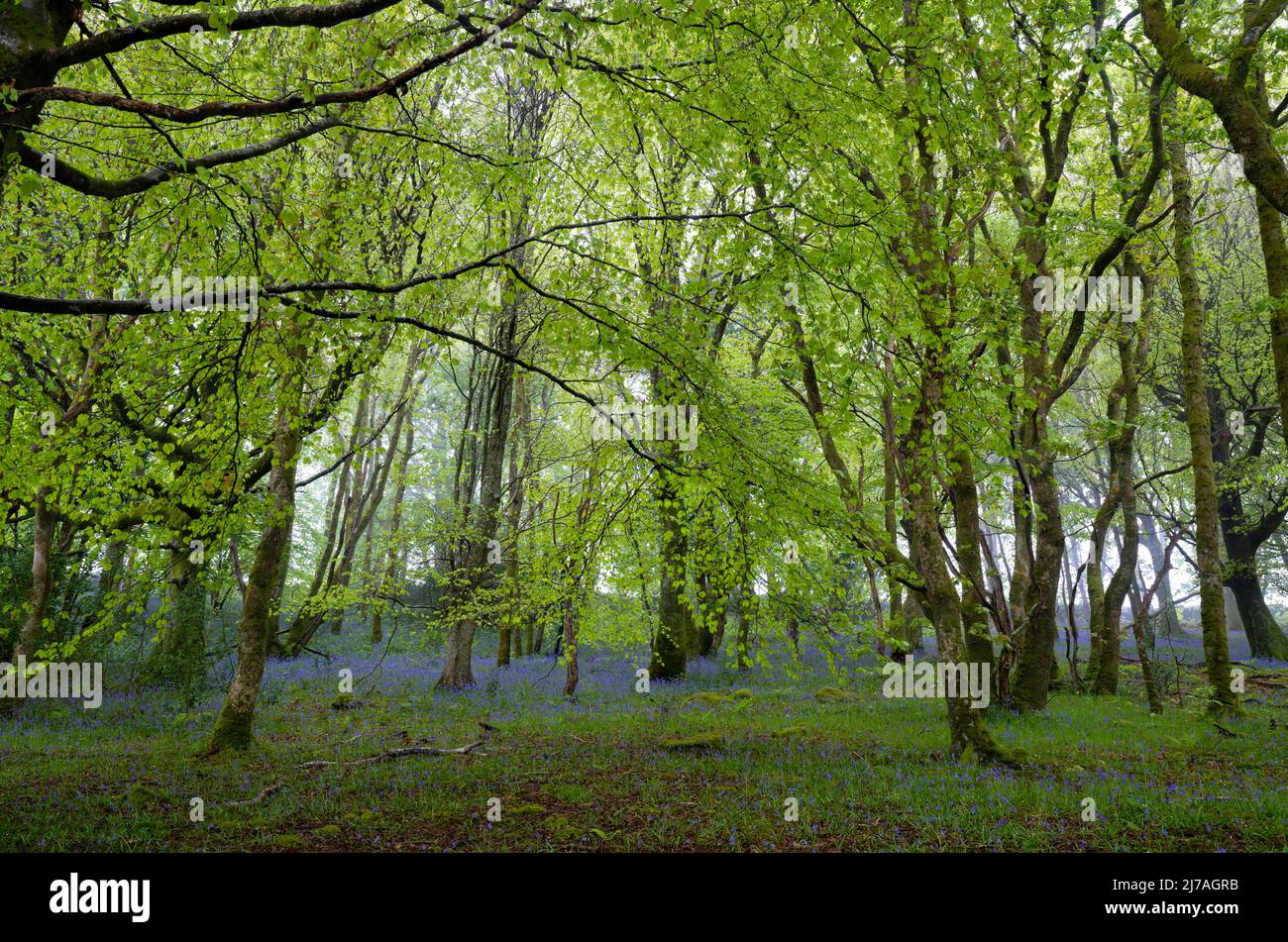 Spring rain and mist with bluebells in a welsh rainforest, North Wales ...