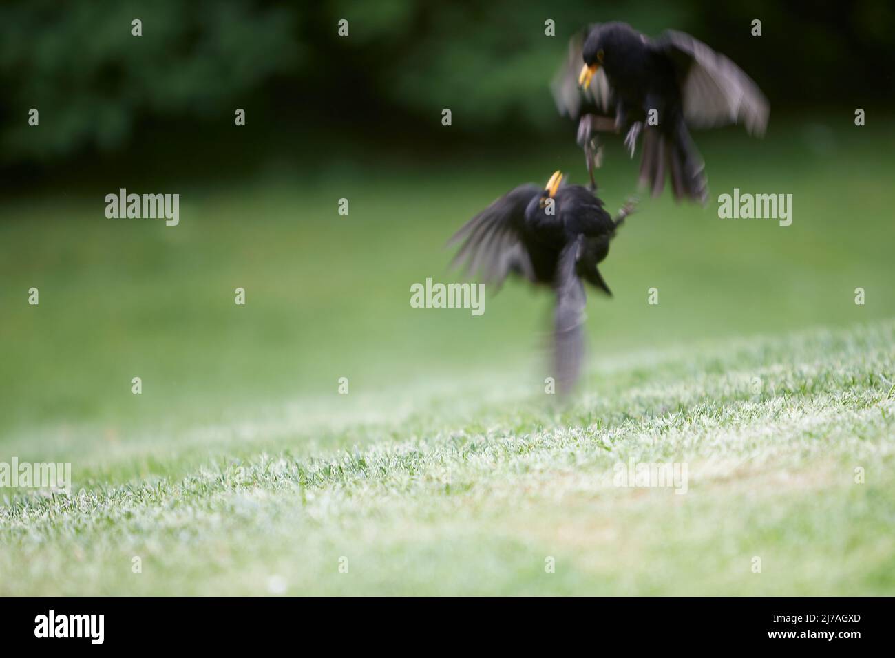 fighting blackbirds on green grass Stock Photo - Alamy