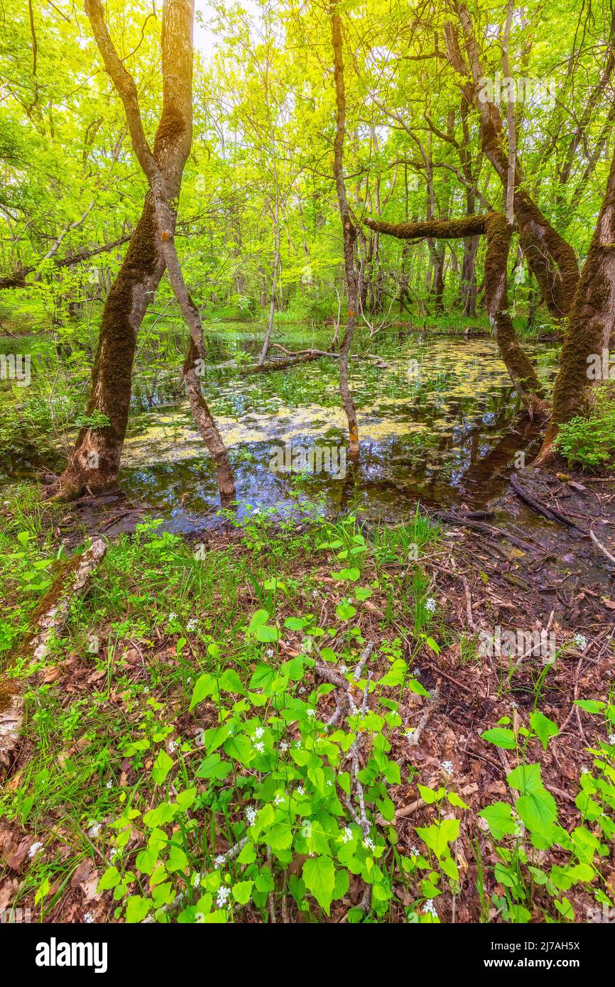Romantic walk spring hi-res stock photography and images - Alamy