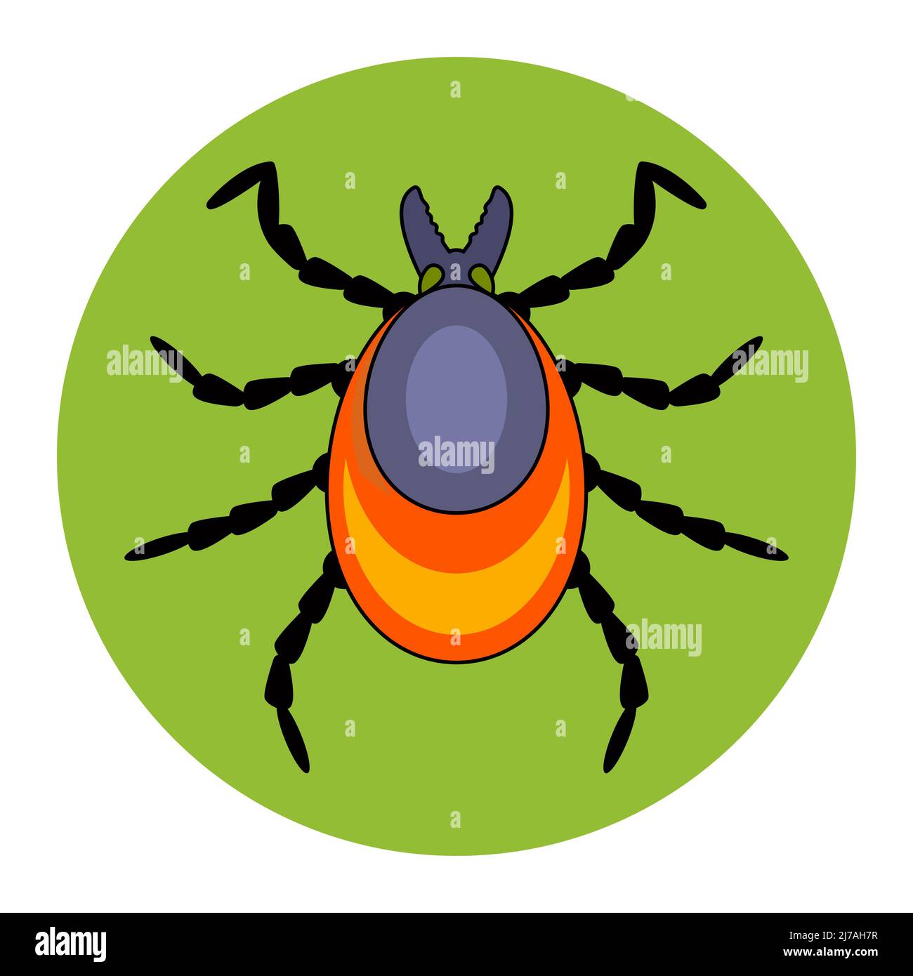 forest encephalitis tick on a white background. insect dangerous to ...