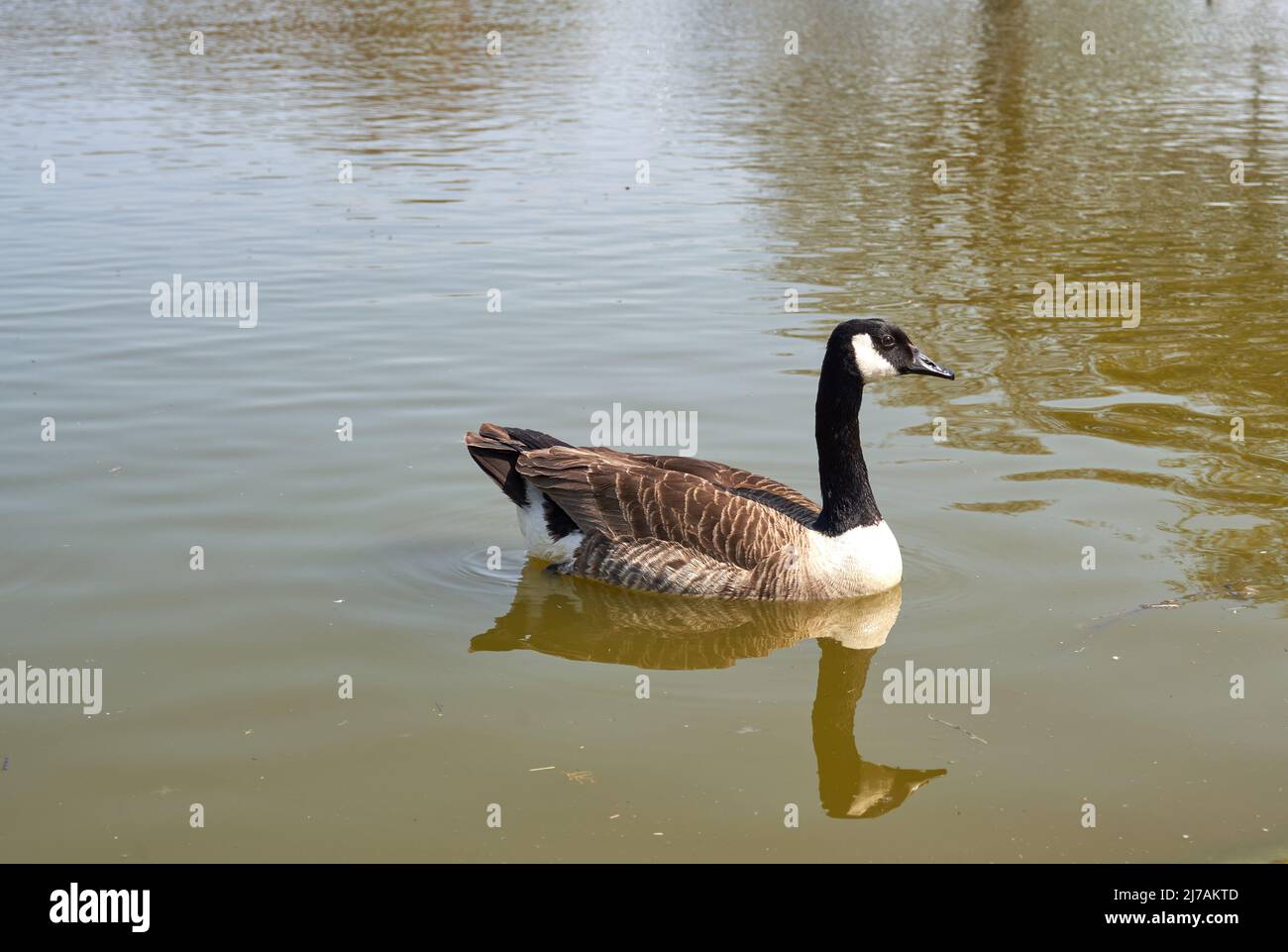 Common widespread goose hi-res stock photography and images - Alamy