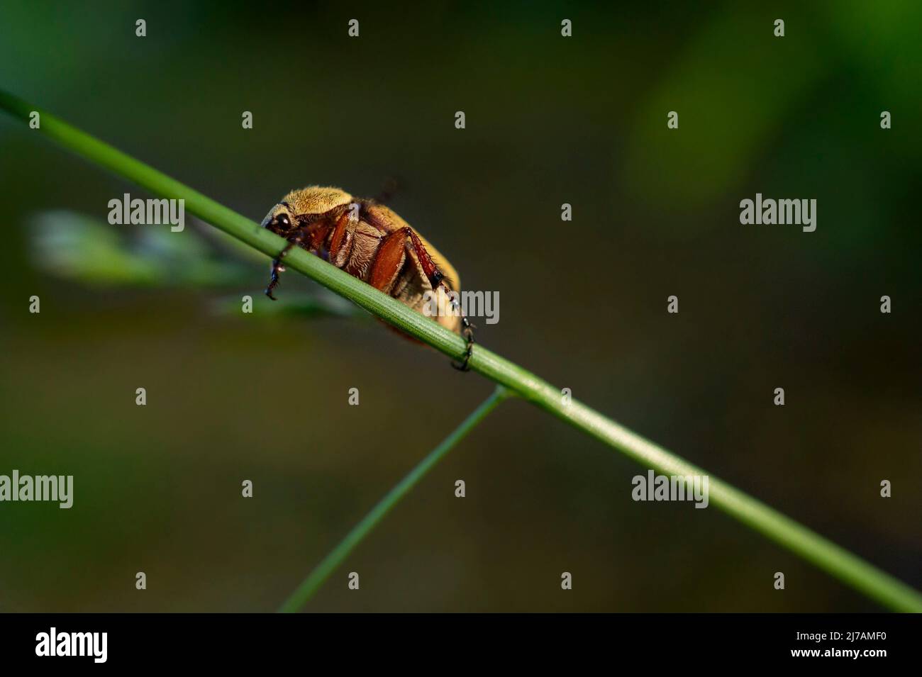 Carapace insect hi-res stock photography and images - Alamy