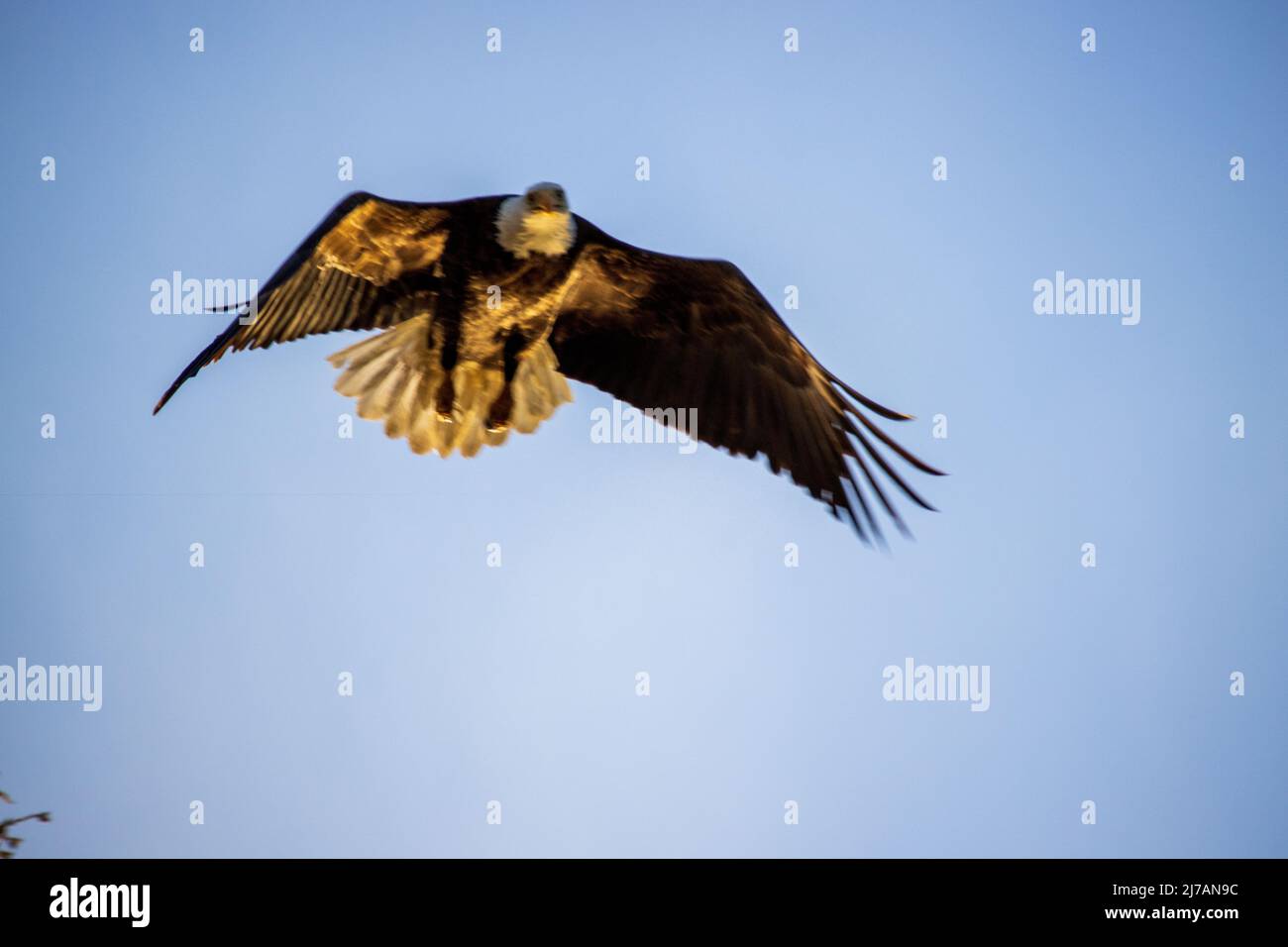 A bald eagle catches sight of the camera as he flies through a clear ...