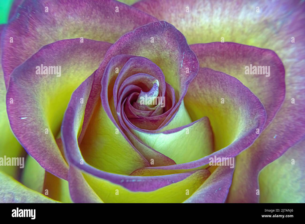 A red edged orange rose from above Stock Photo - Alamy