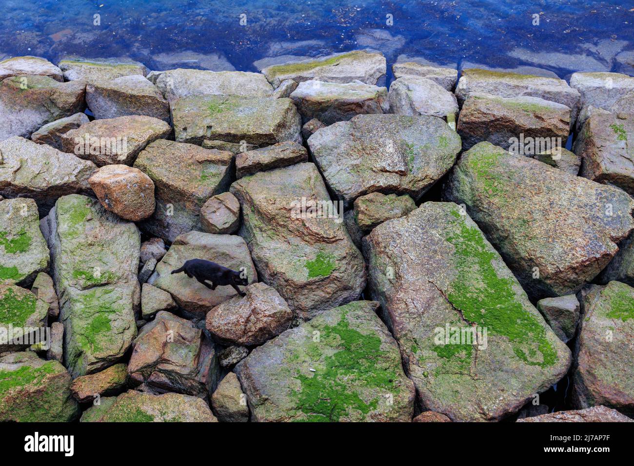 Algae on the rocks hi-res stock photography and images - Alamy