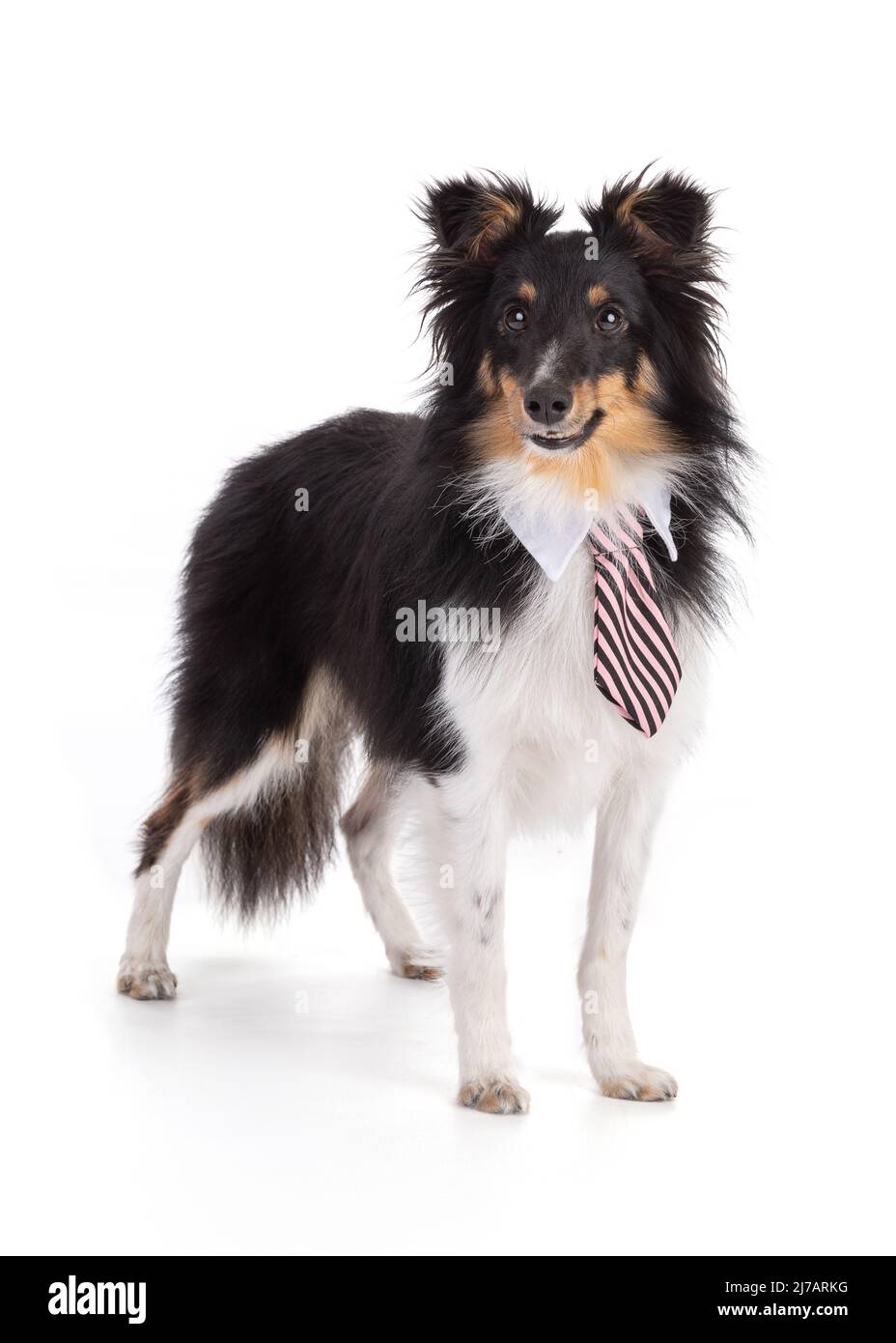 Shetland dog with a tie on white background Stock Photo - Alamy