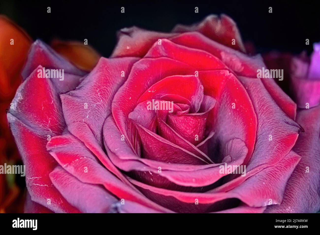 Red lips flowers colorful hi-res stock photography and images - Alamy