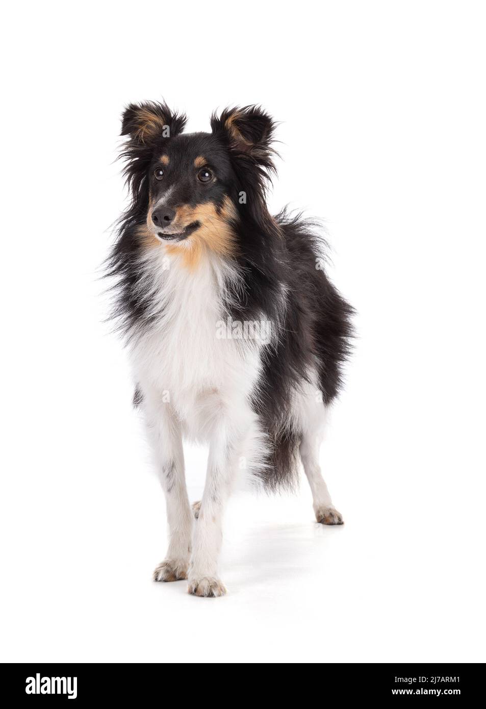 Black sheepdog standing on Cut Out Stock Images & Pictures - Alamy