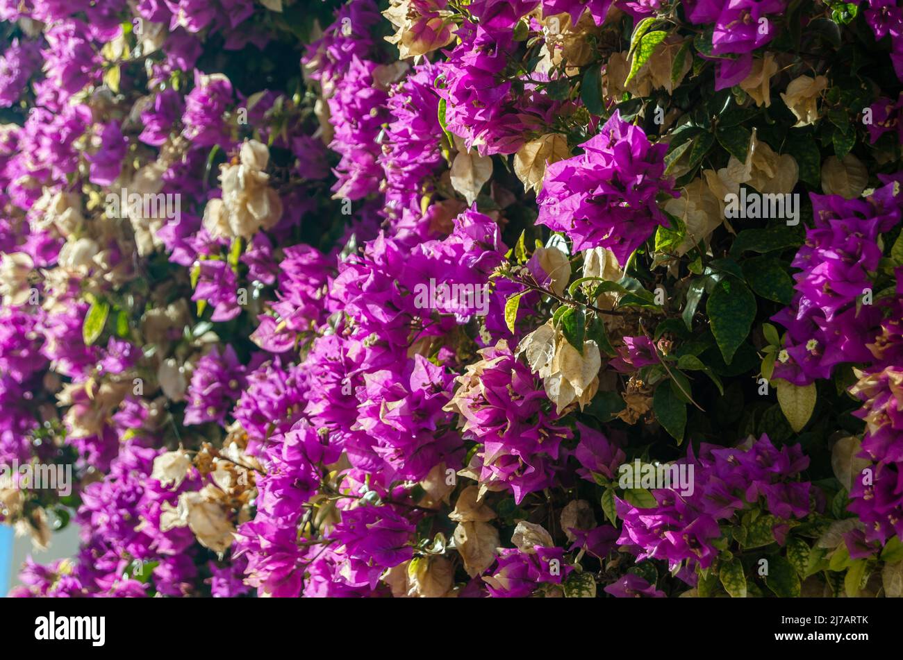 Detail of pink Bougainvillea flowers in the Mediterranean coast of ...