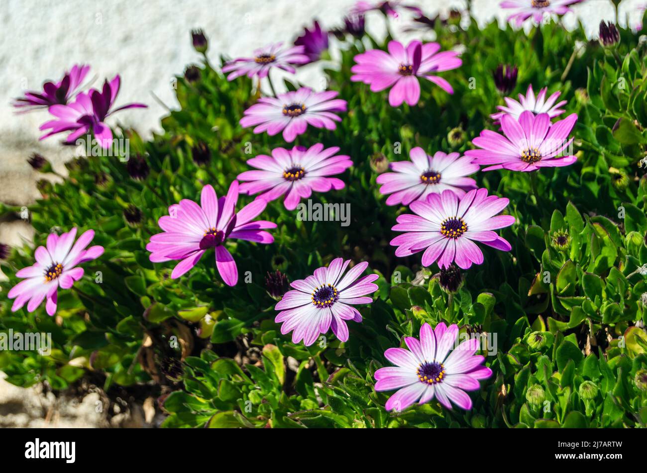 Detail of Cape marguerite (Dimorphotheca ecklonis) flower Stock Photo ...