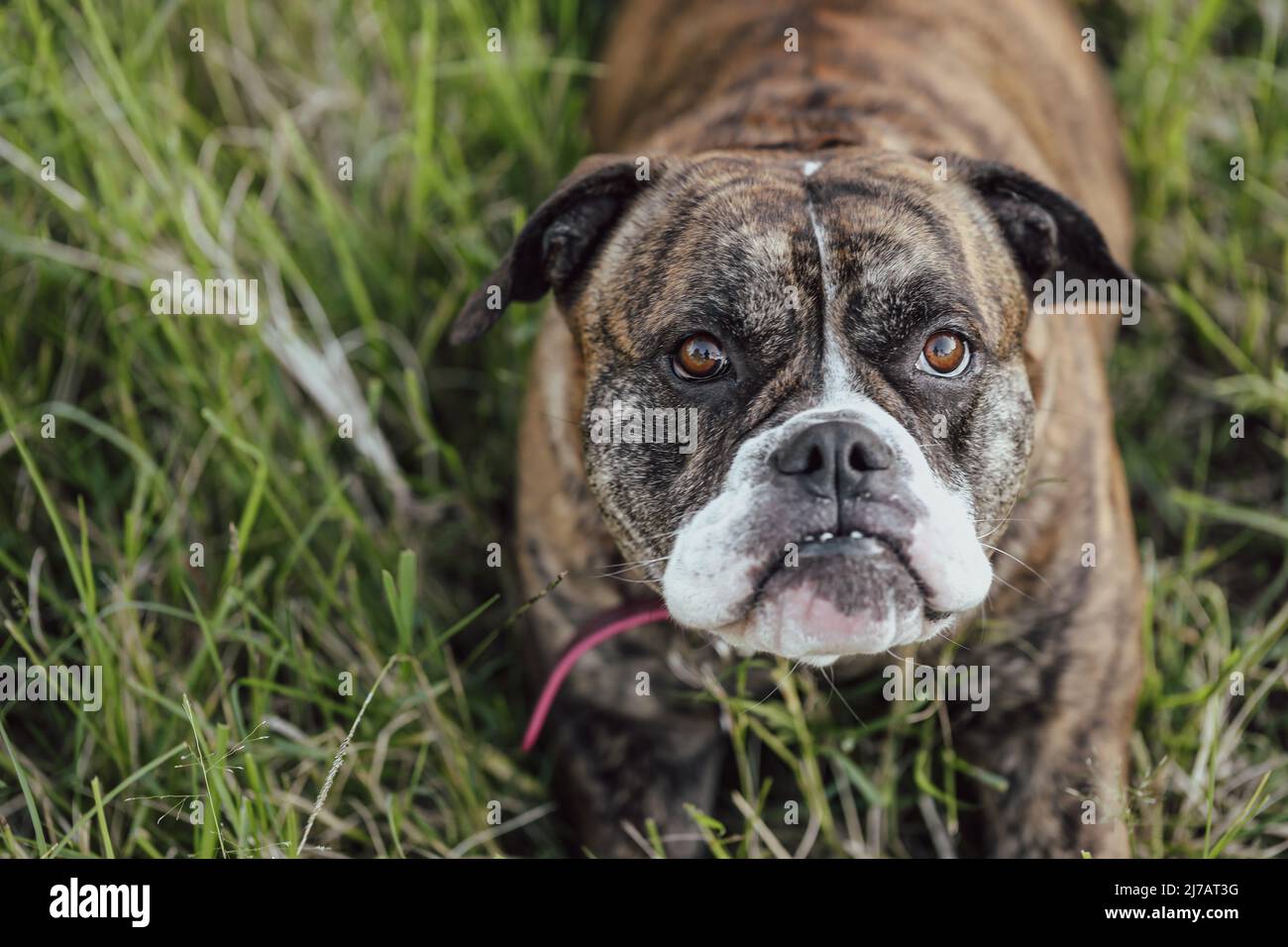 American bulldog looking up hi-res stock photography and images - Alamy