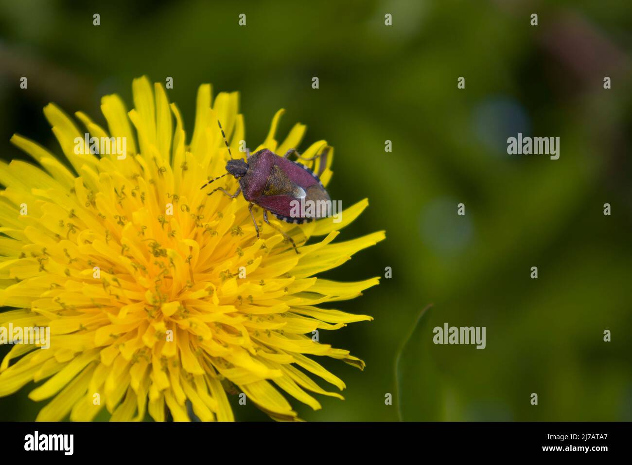Vegetable bug on a dandelion flower Stock Photo - Alamy