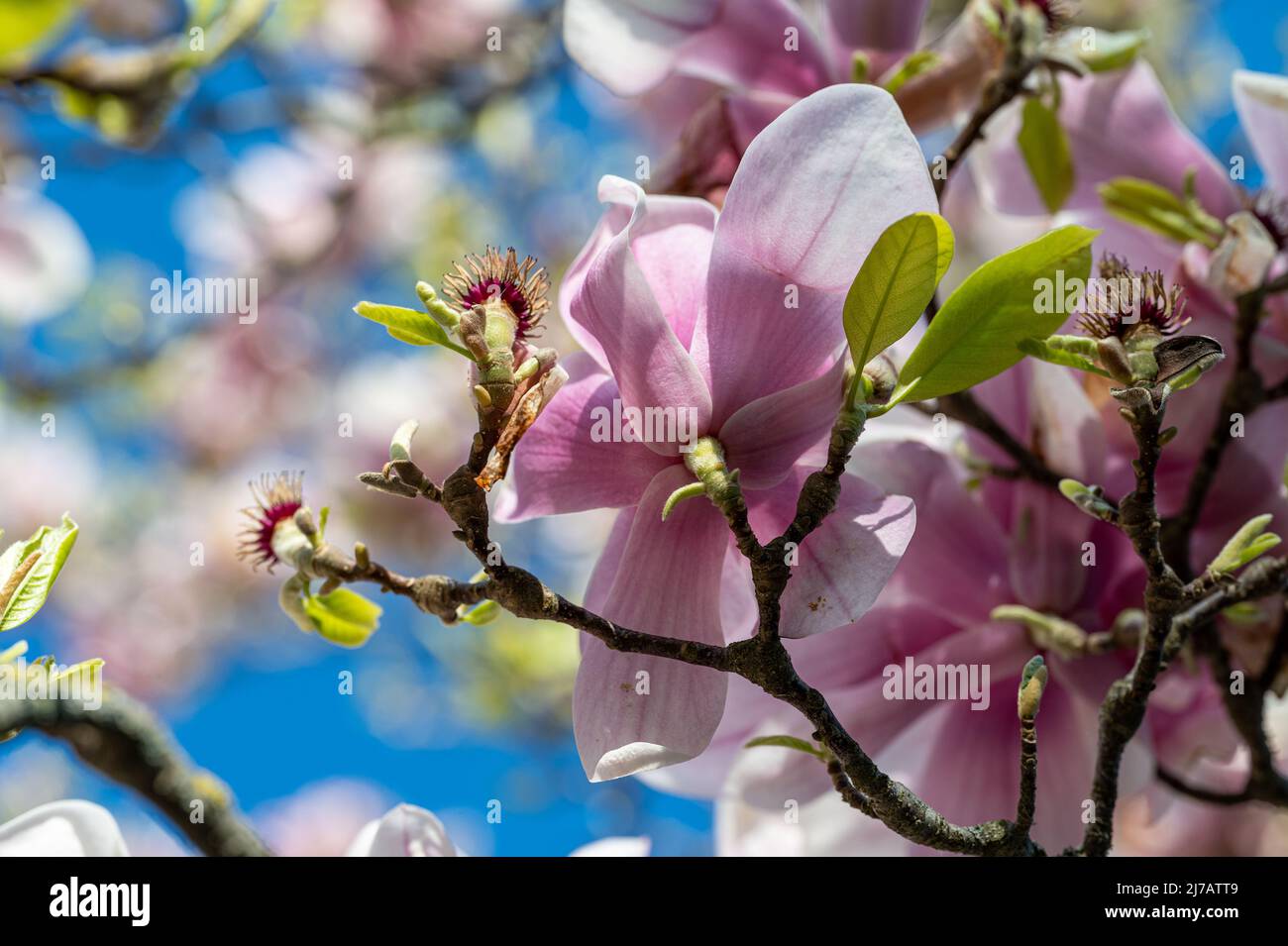 Flowering Magnolia in city park Stromparken during spring in Norrkoping ...