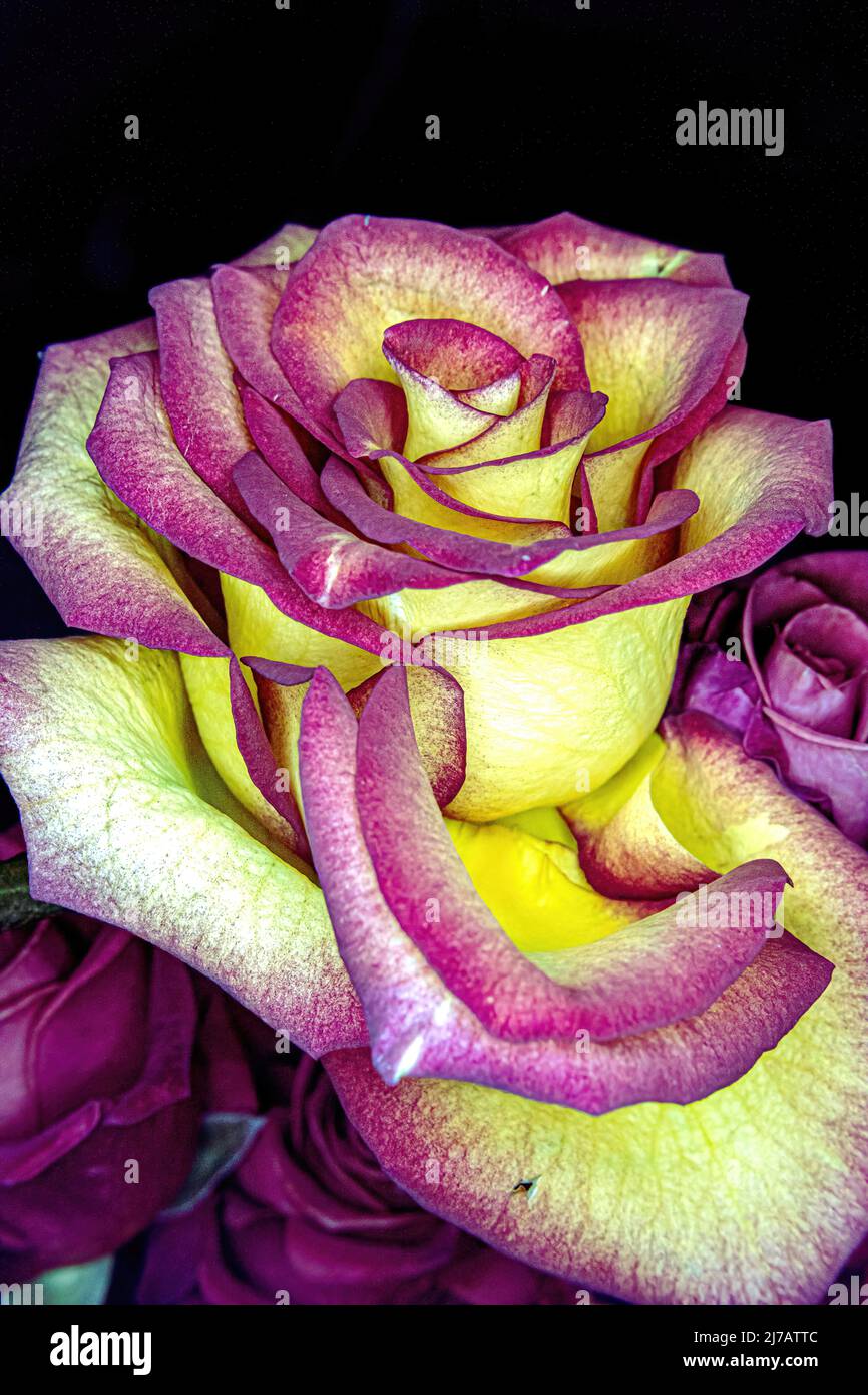 Glowing red rose flower bouquet hi-res stock photography and images - Alamy