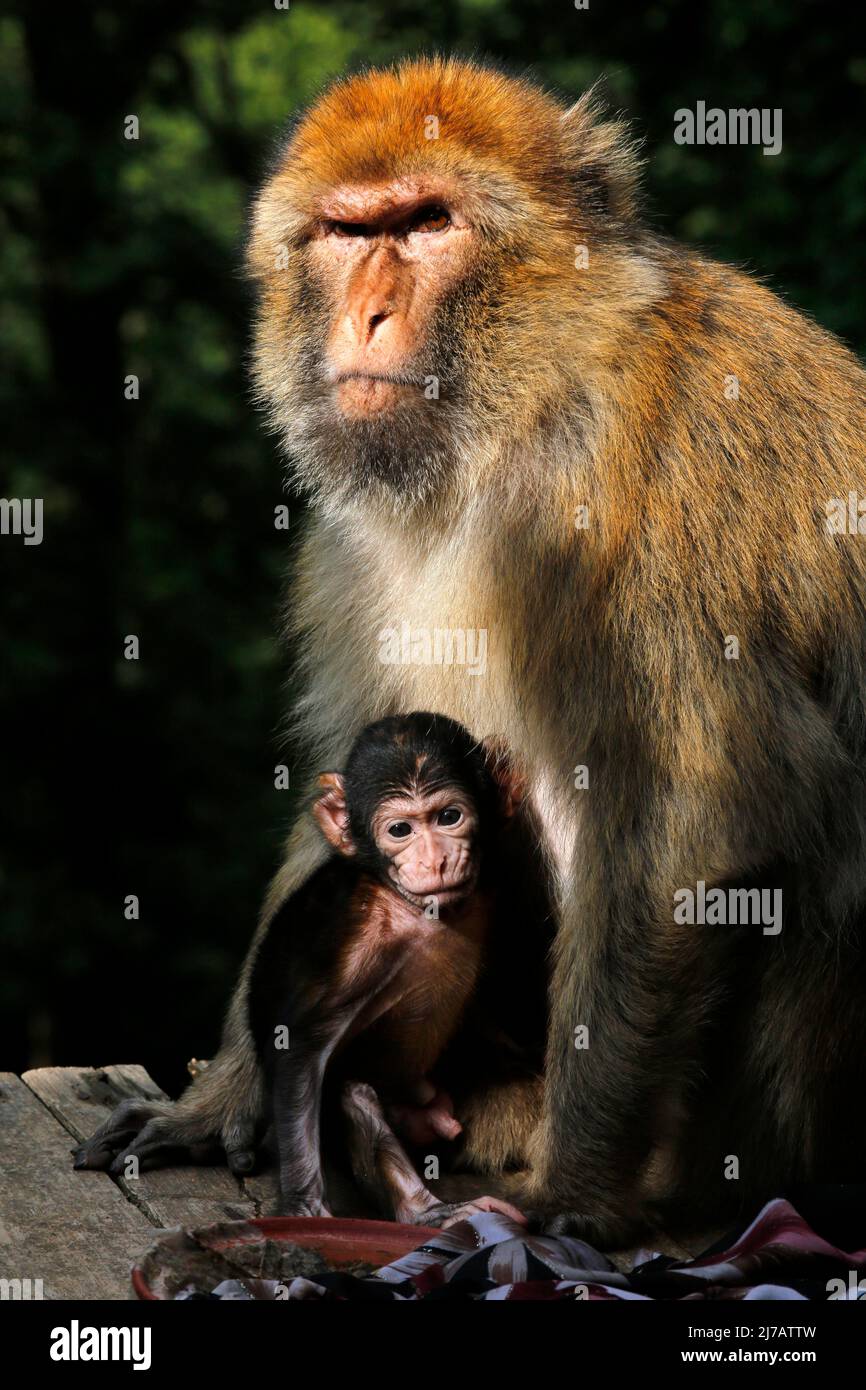 Algeria 220507 hi-res stock photography and images - Alamy