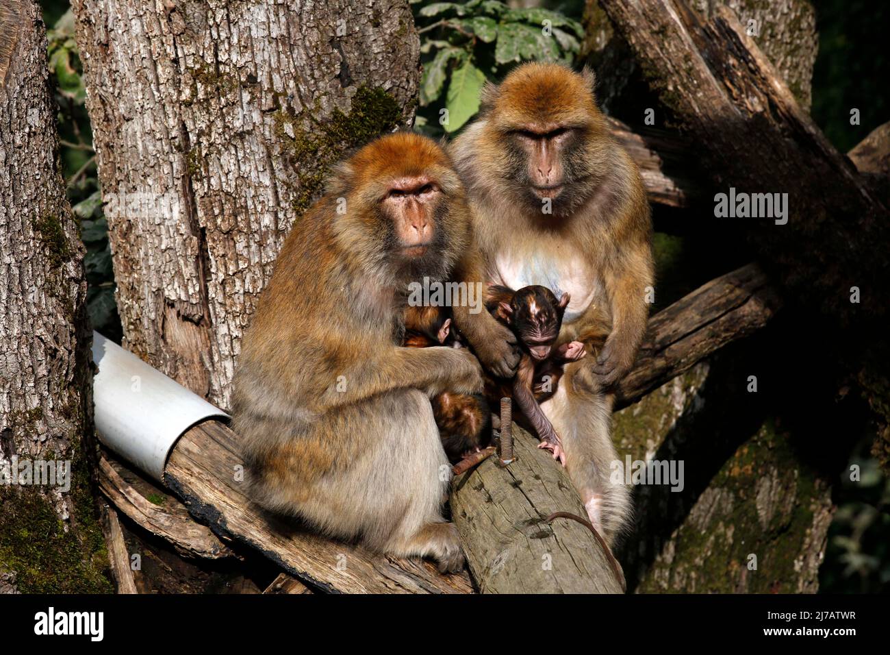 Bejaia hi-res stock photography and images - Alamy