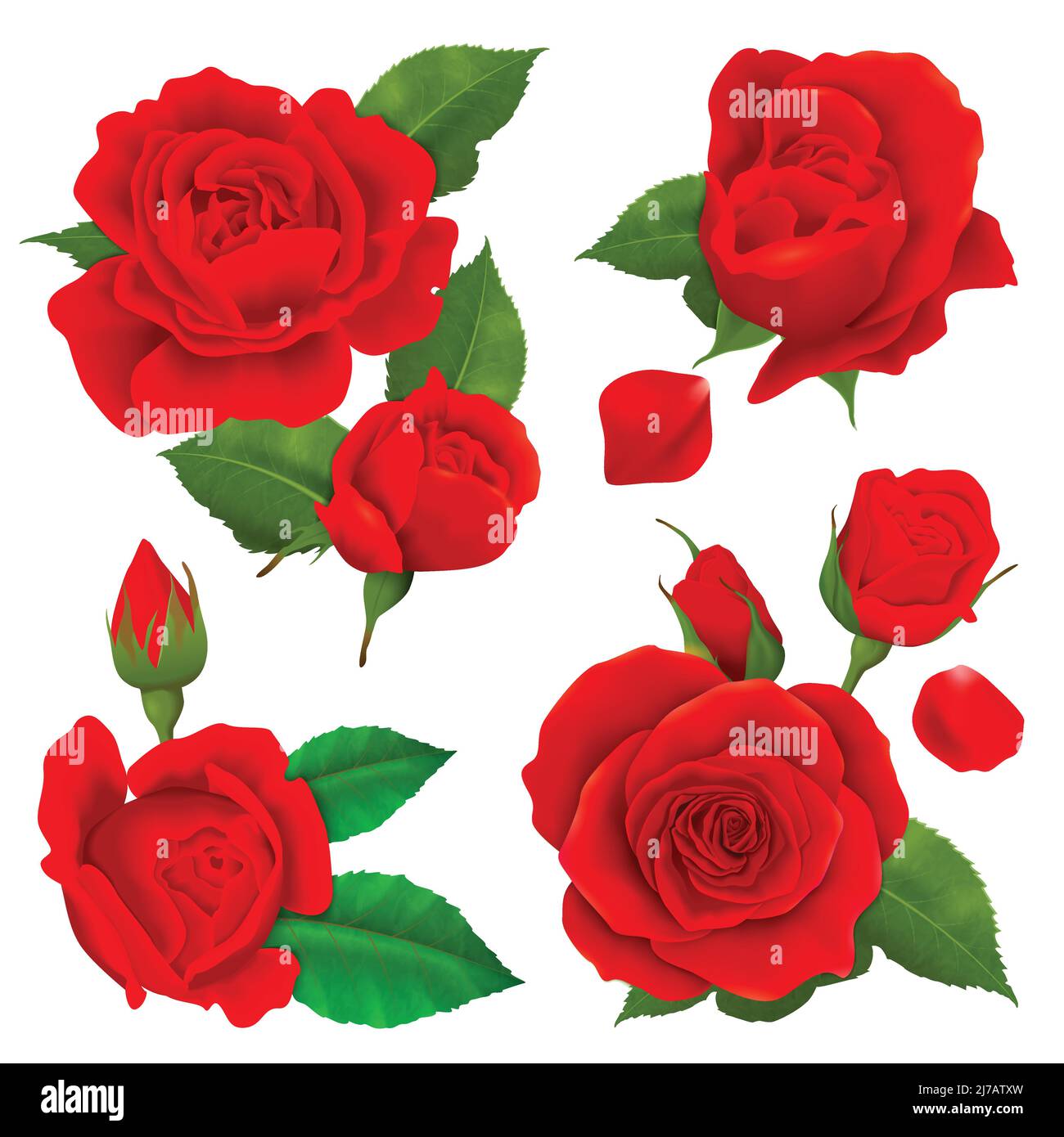 Colored and isolated realistic rose flower icon set with green leaves ...