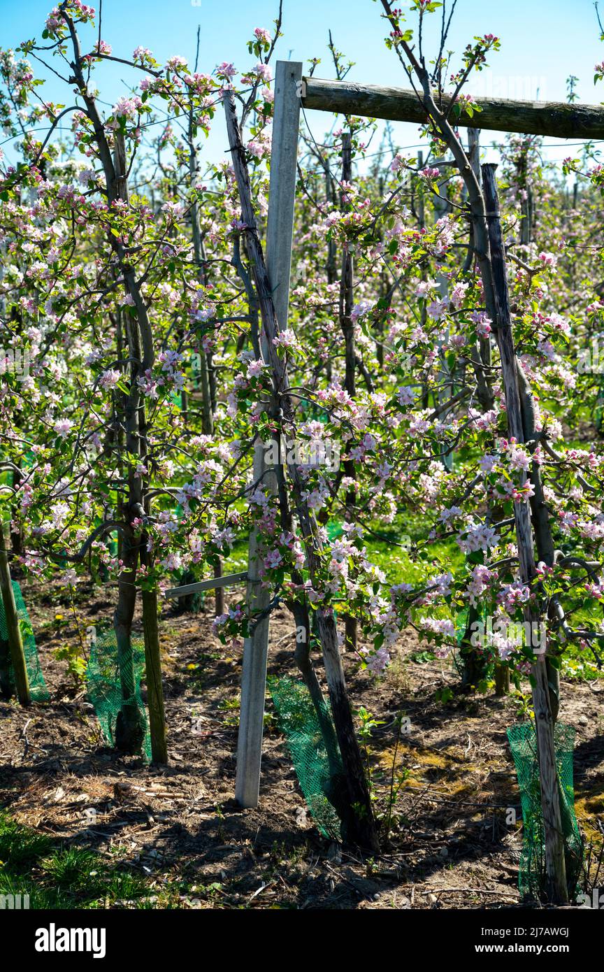Spring blossom of apple tree, fruit orchards in Betuwe, Netherlands in ...