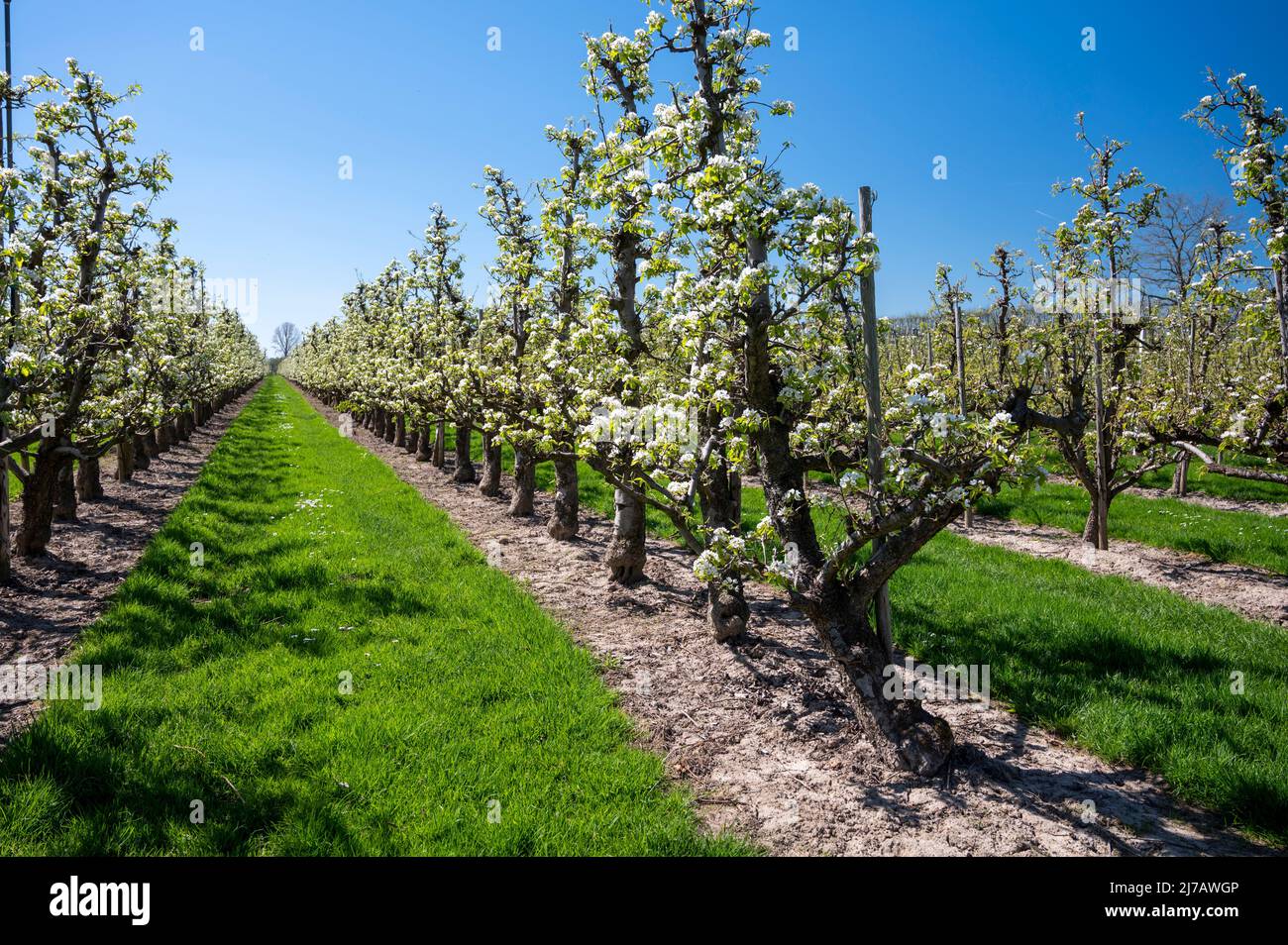 Conference pear tree in flower hi-res stock photography and images - Alamy