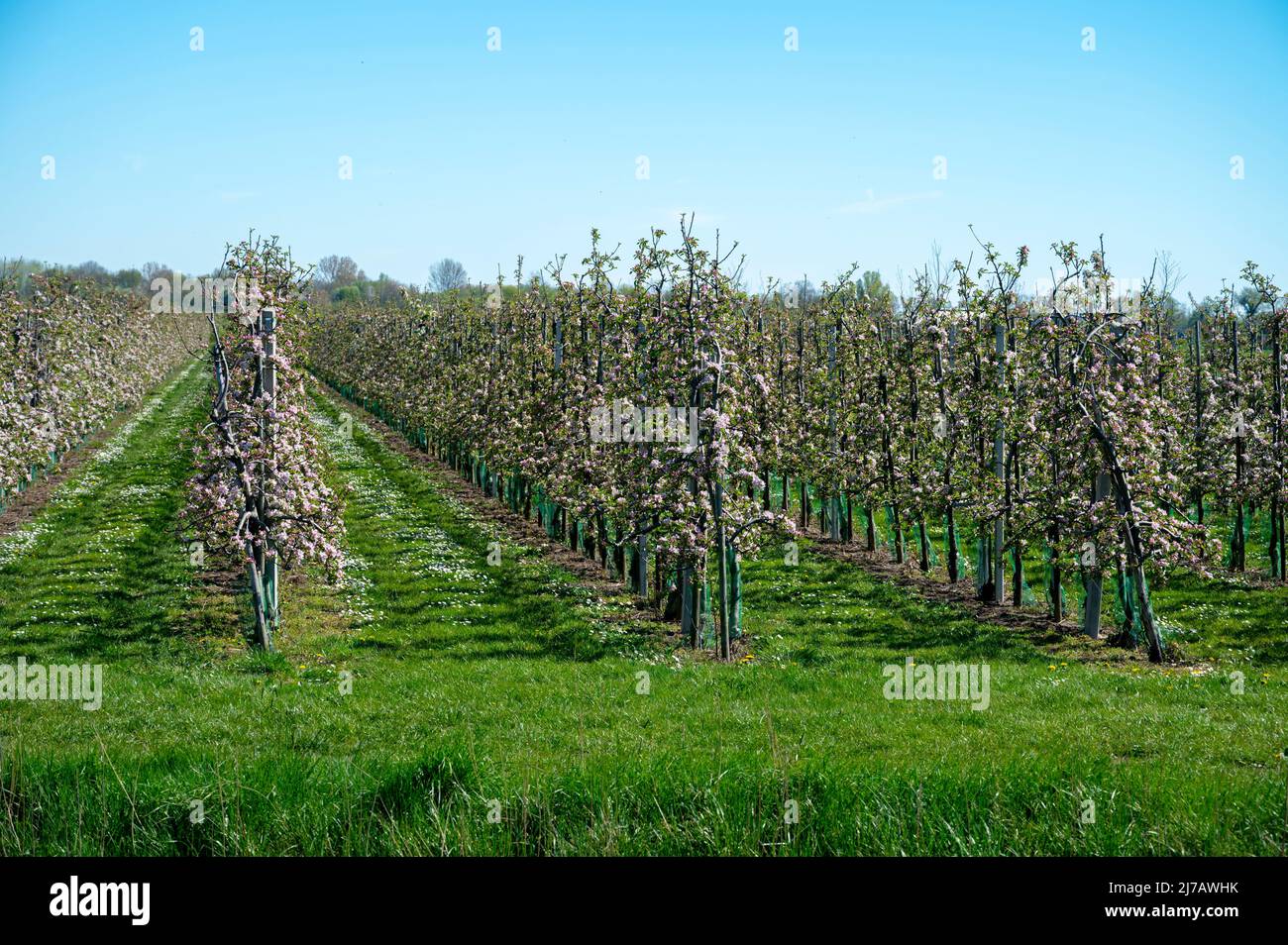 Spring blossom of apple tree, fruit orchards in Betuwe, Netherlands in ...