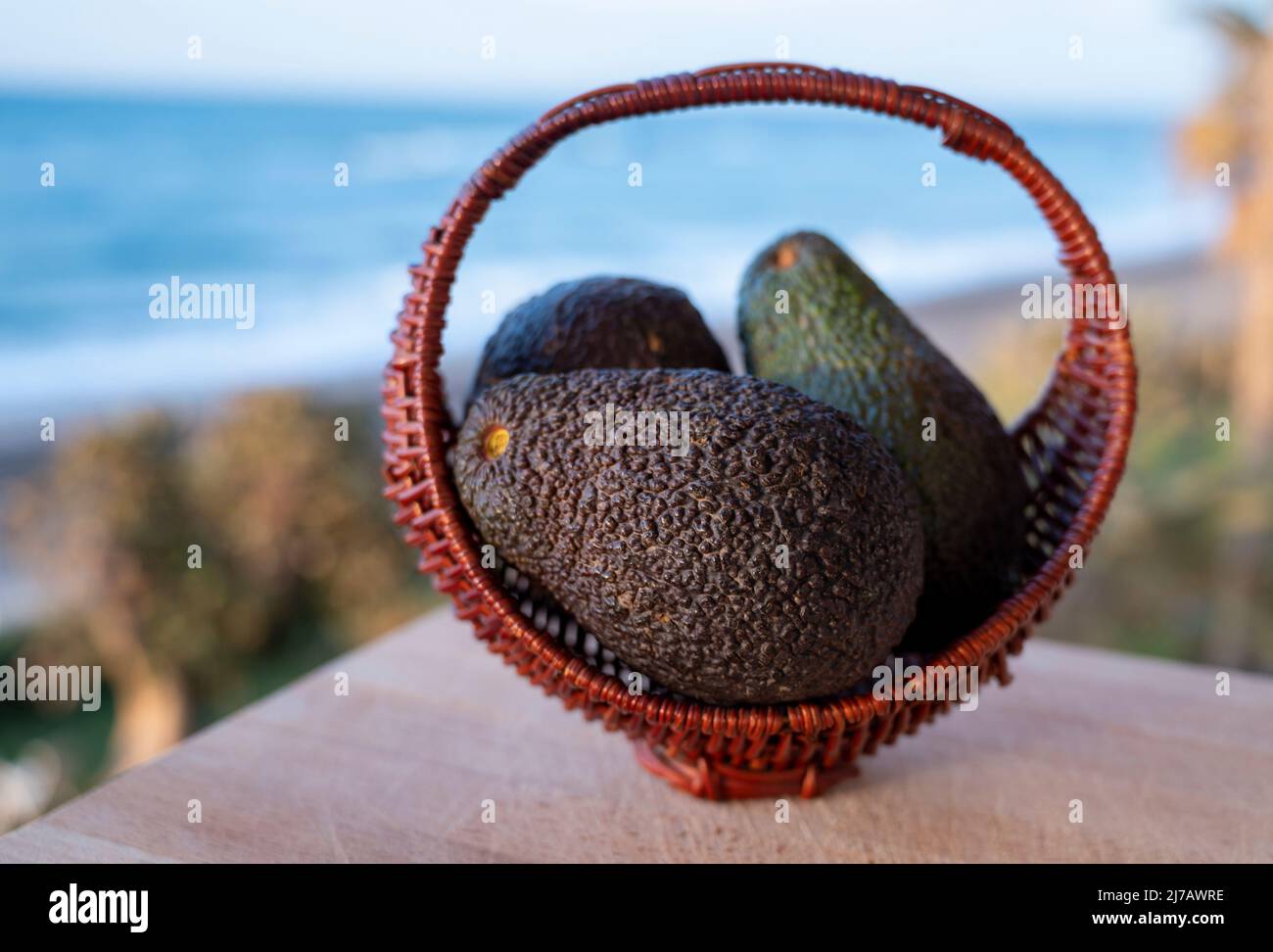 Cultivation of hass avocado fruits in Europe, new harvest of avocado in ...