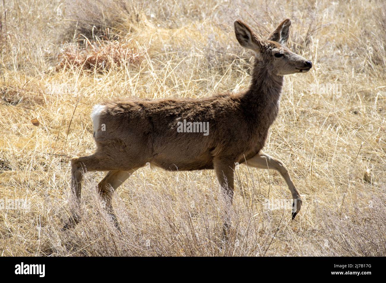 A mule deer crosses the prairie or grasslands at Rocky Mountain Arsenal ...