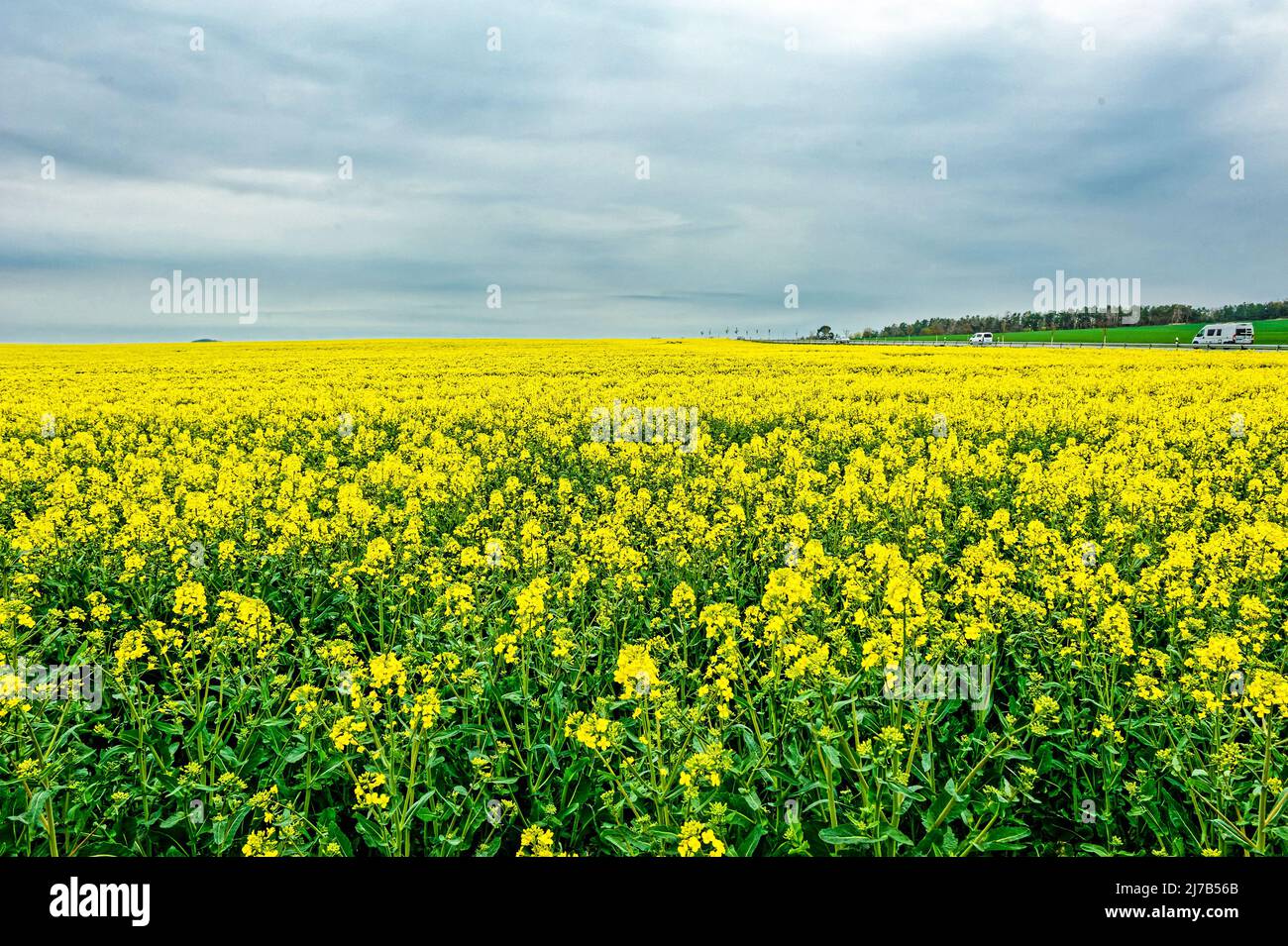 Rapsfeld Bauminsel im Rapsfeld Thale Sachsen Anhalt Deutschland Stock ...