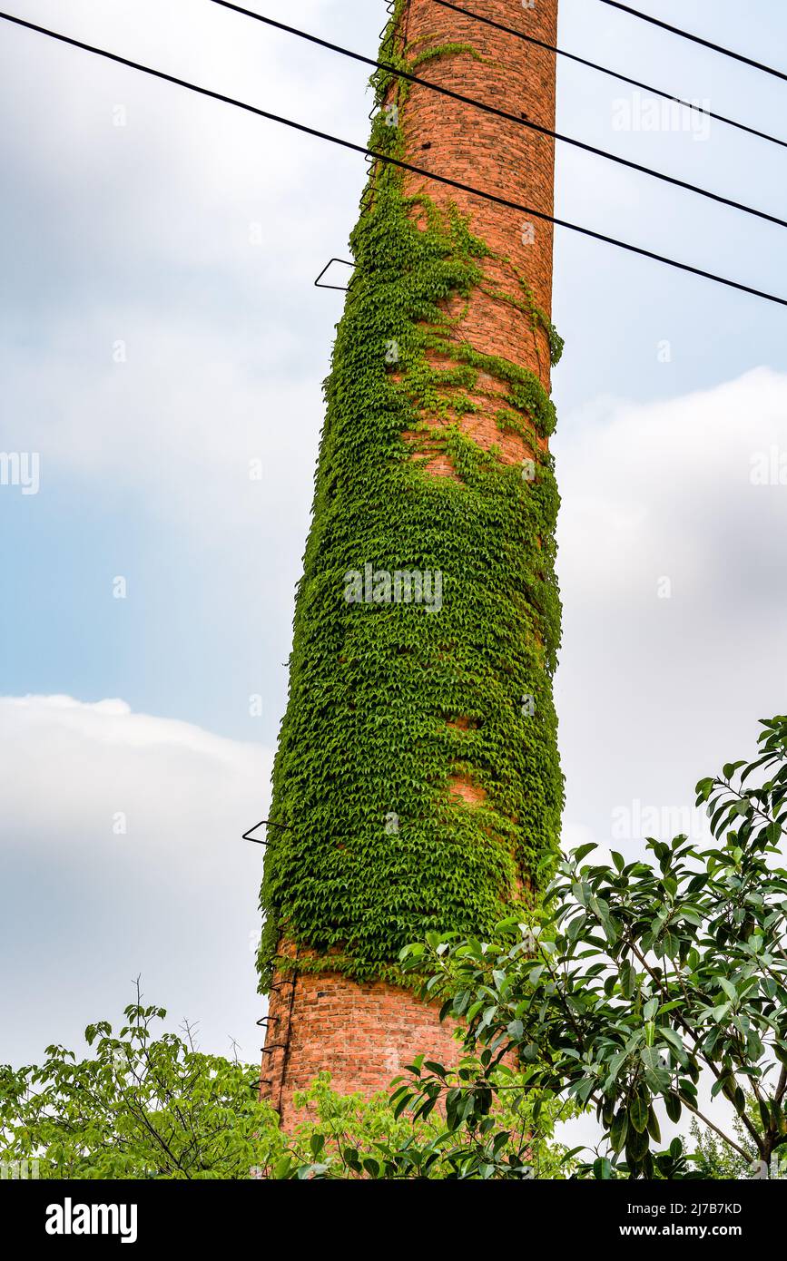 An industrial red brick chimney overgrown with creepers Stock Photo - Alamy