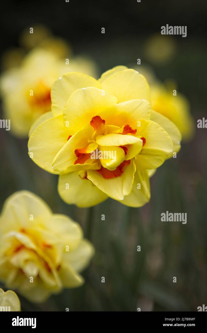 Double daffodil hi-res stock photography and images - Alamy