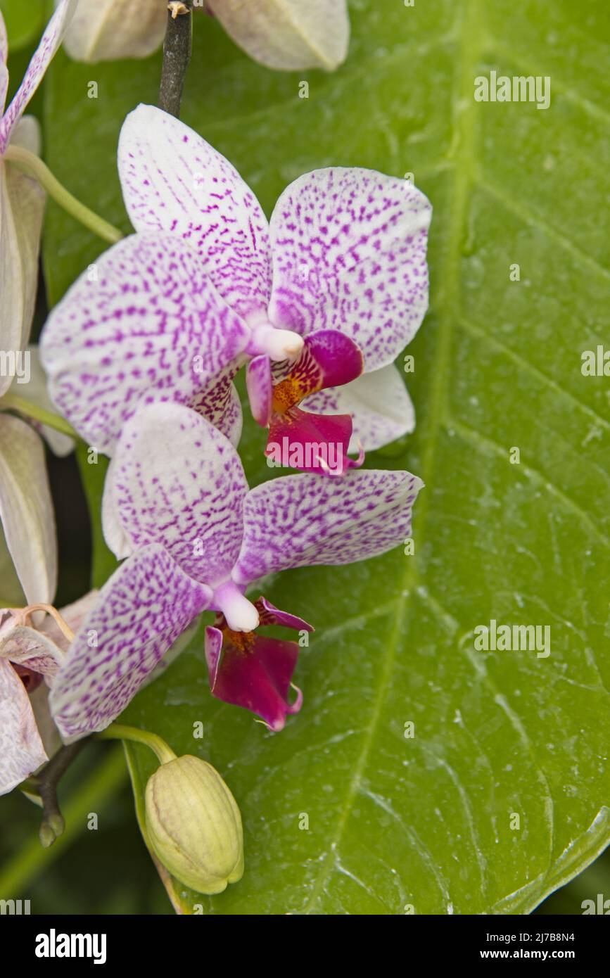 A close up of white and purple orchids at Manito Park in Spokane ...