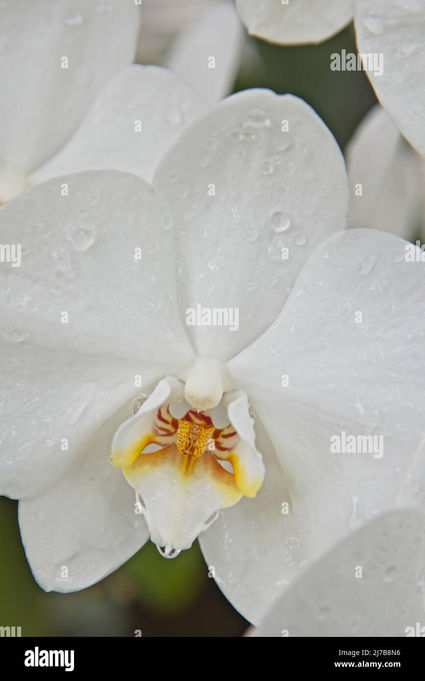 A close up of a pure white orchid at Manito Park in Spokane, Washington ...