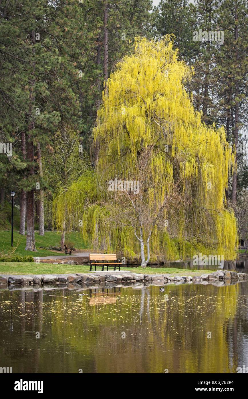 A beautiful willow tree and a bench by a pond at Manito Park in Spokane ...