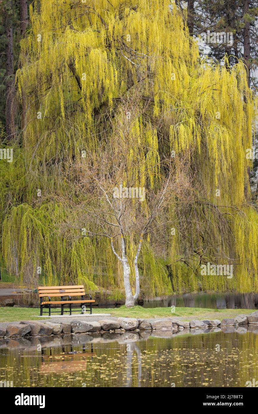 A beautiful willow tree and a bench by a pond at Manito Park in Spokane ...
