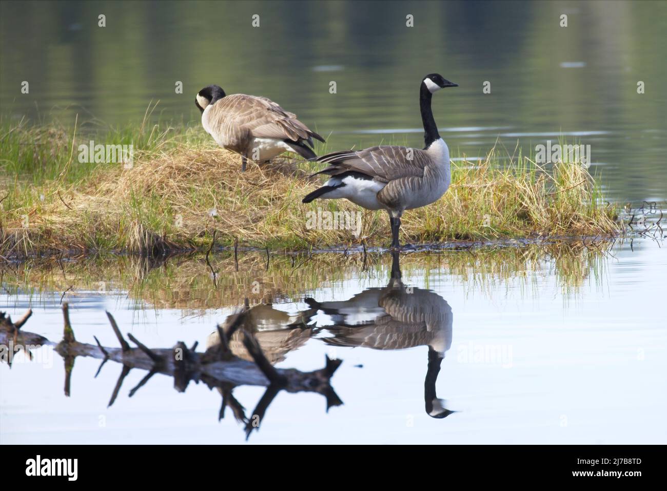 A canadian goose stands by the still water casting a reflection on ...