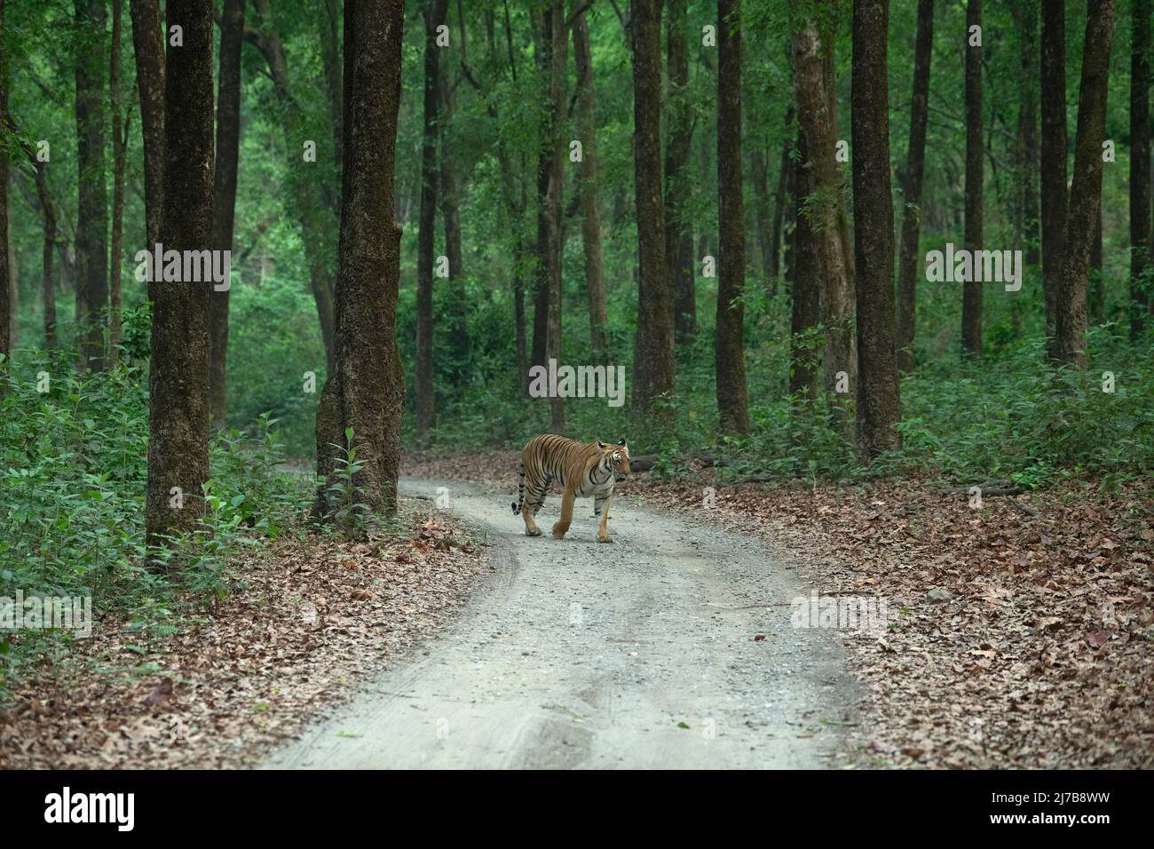 Tiger at Corbett Tiger reserve Stock Photo - Alamy