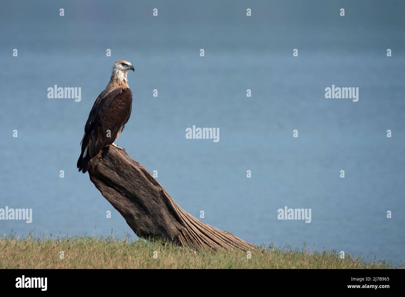 Pallas's fish eagle Corbett national park india Stock Photo - Alamy