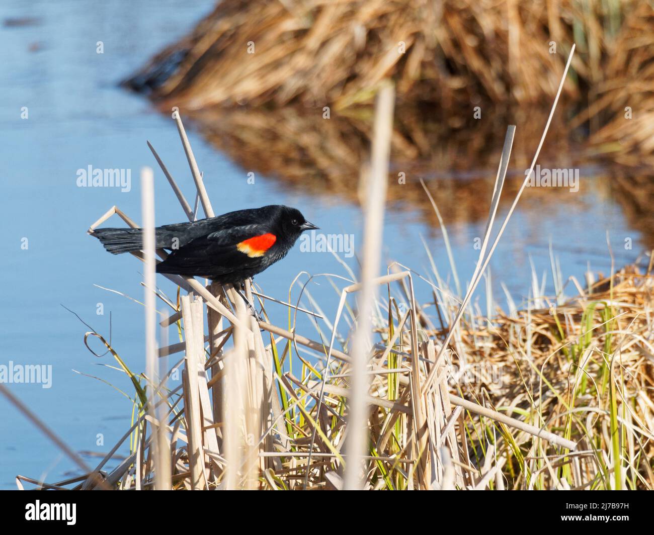 Red-Winged blackbird atop a cattail. Quebec,Canada Stock Photo - Alamy