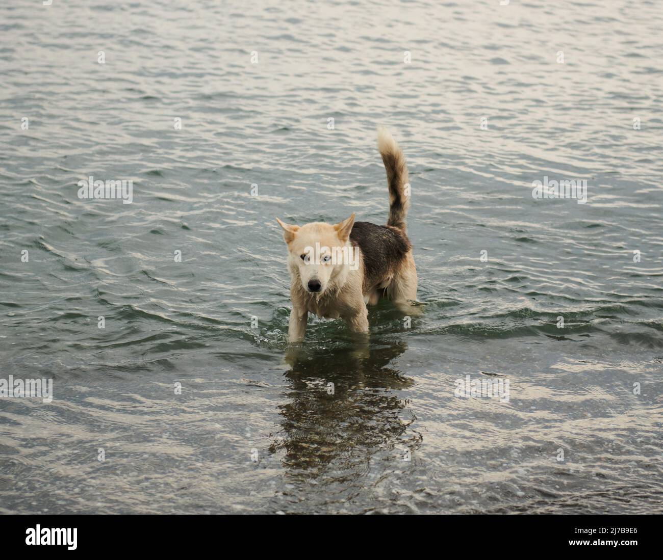 wet brown dog coming out of the sea Stock Photo - Alamy