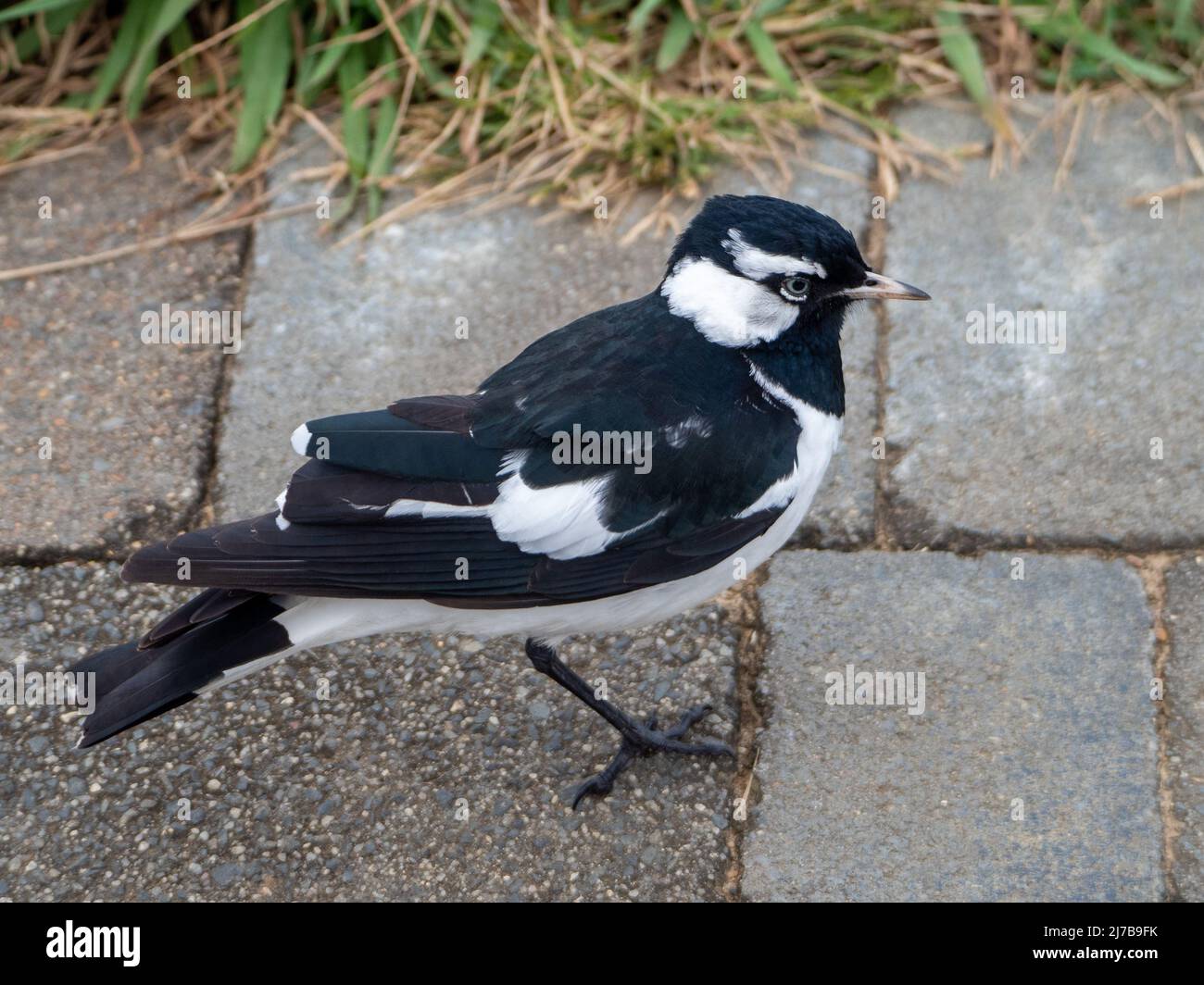 Birds, A Magpie Lark , Mudlark or Pee Wee on the ground, Australia ...