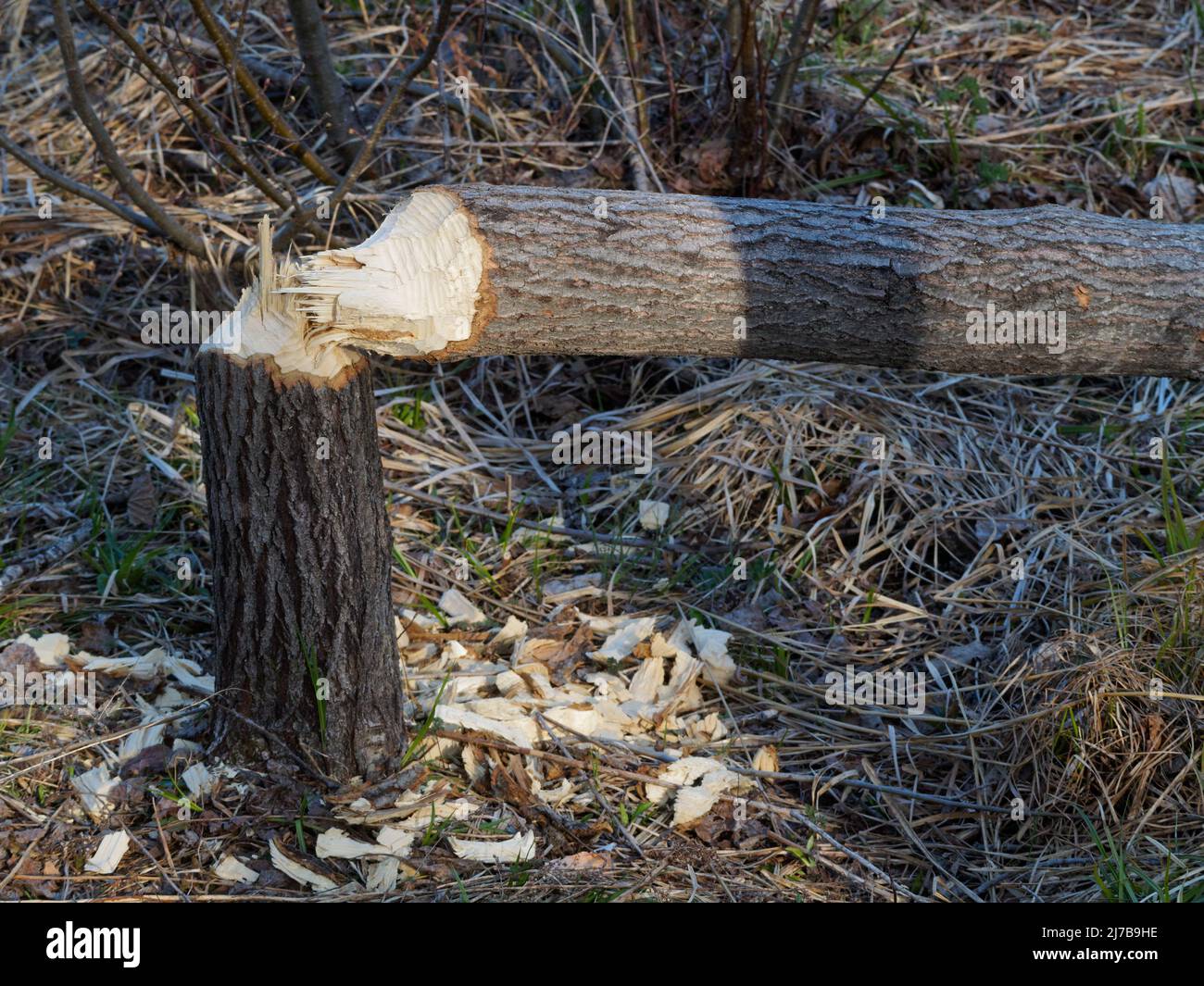 Tree cut by a beaver. Quebec,Canada Stock Photo - Alamy