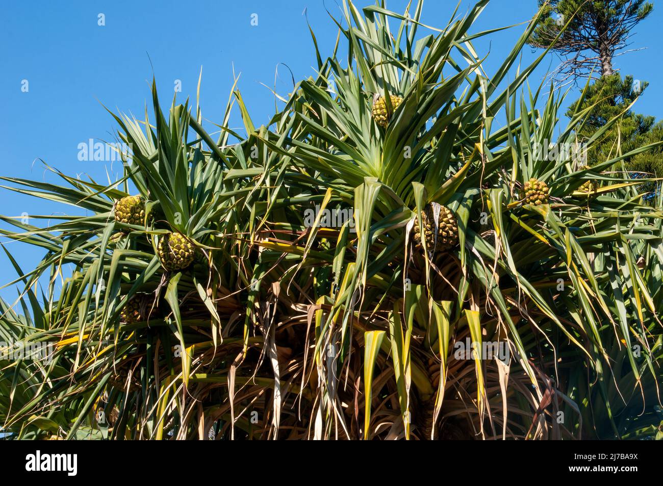 Pandanus monotheca hi-res stock photography and images - Alamy