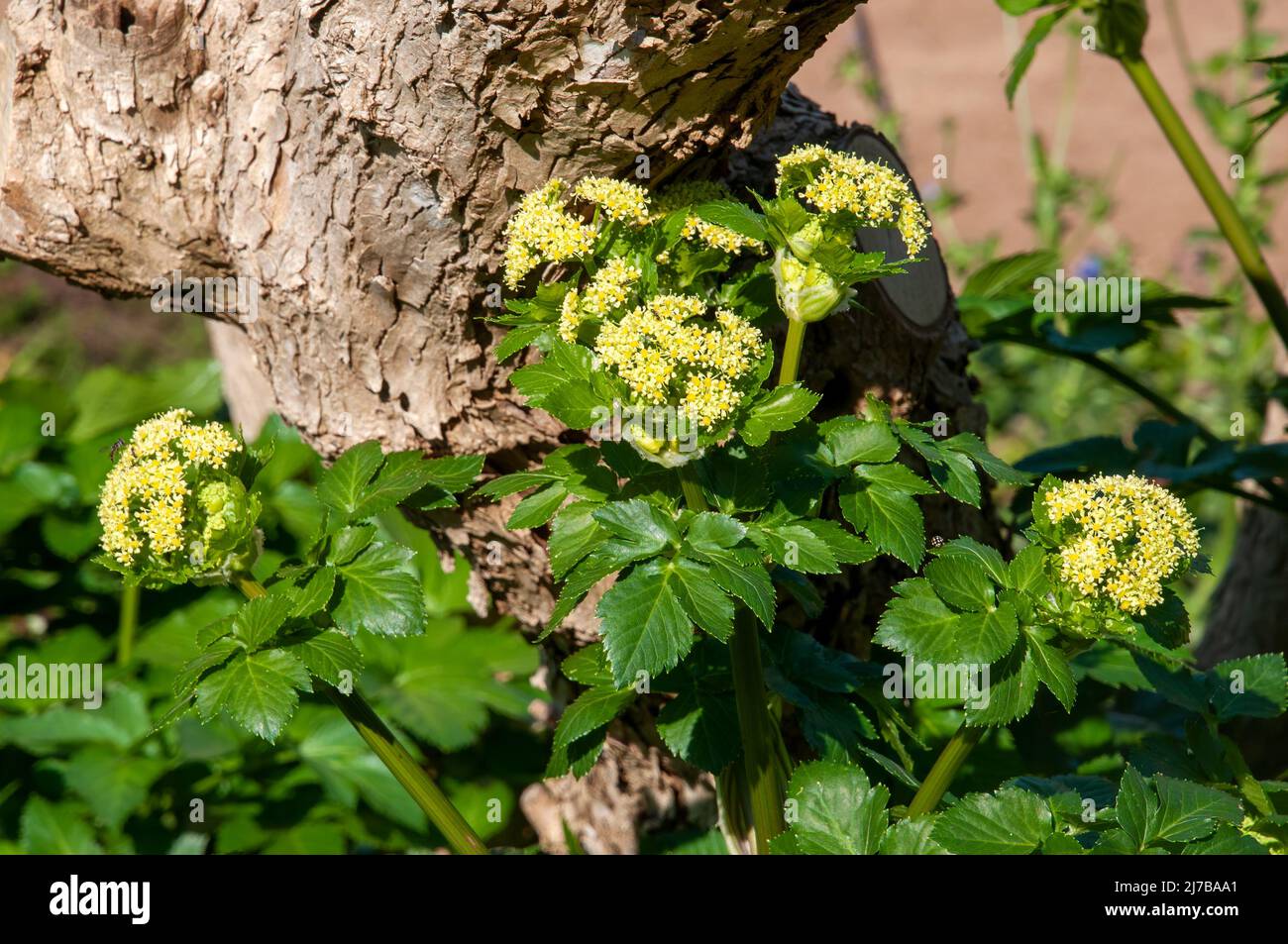 Sydney Australia, yellow flowers of an angelica pachycarpa or glossy ...