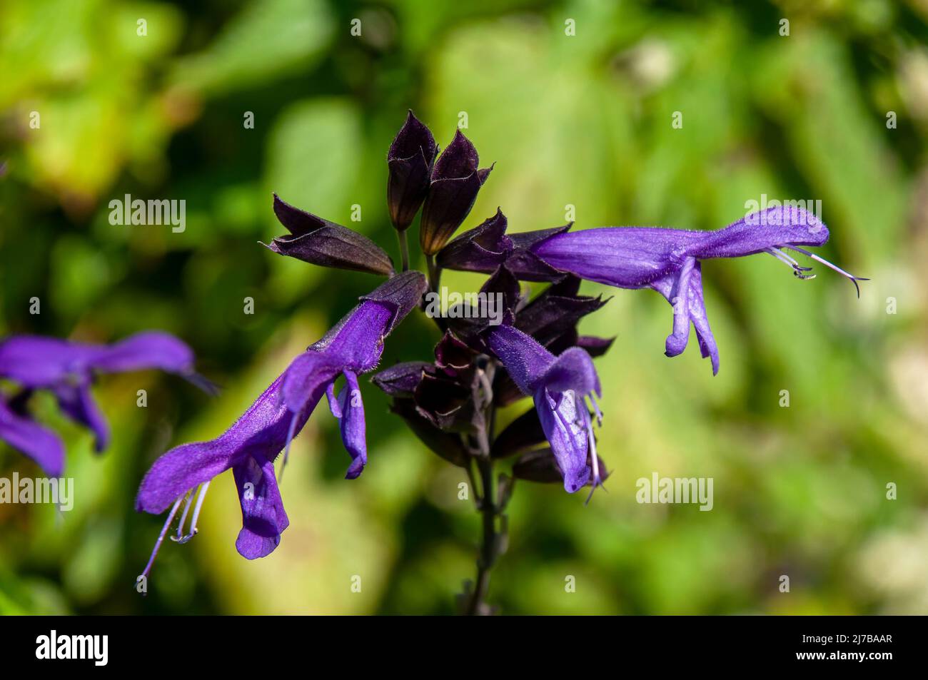 Salvia guaranitica ‘amistad’ hi-res stock photography and images - Alamy
