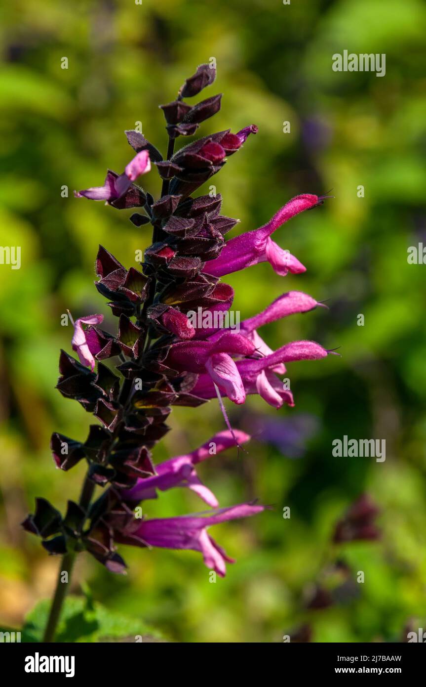 Sydney Australia, flower stem of a salvia ‘Rockin’ Fuchsia’ Stock Photo ...
